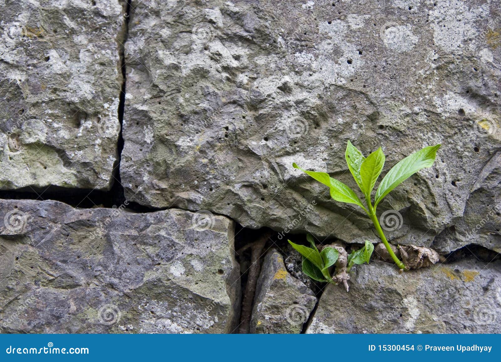 Sapling stock photo. Image of seedling, difficult, life - 15300454