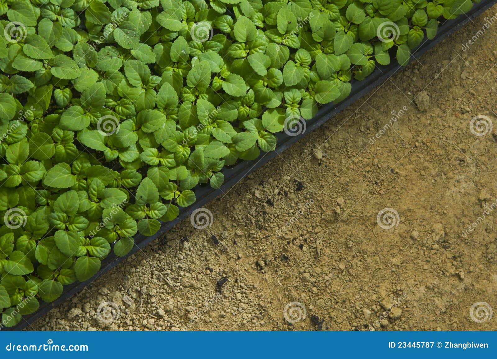 Sapling stock image. Image of bush, flora, botany, growth - 23445787