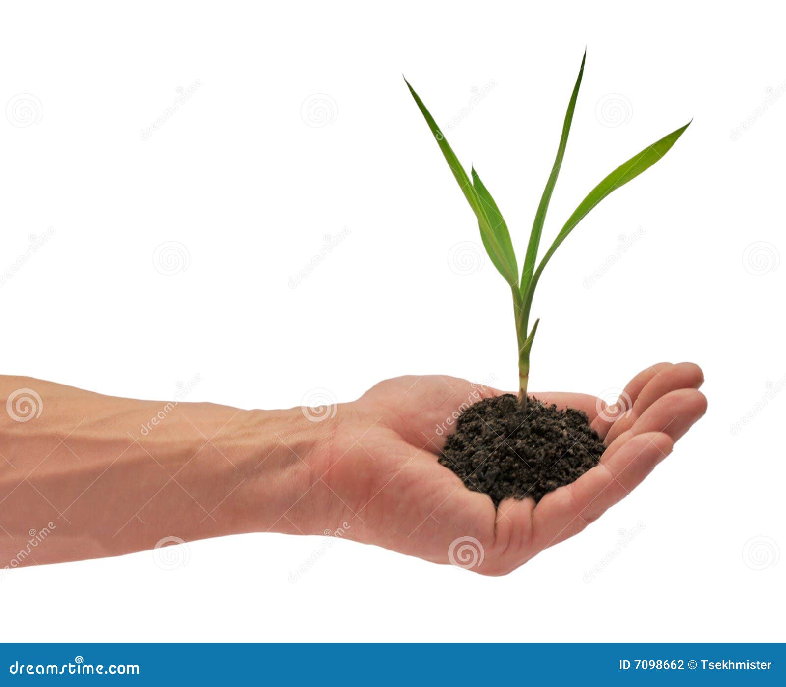 Sapling stock photo. Image of green, seedling, handful - 7098662