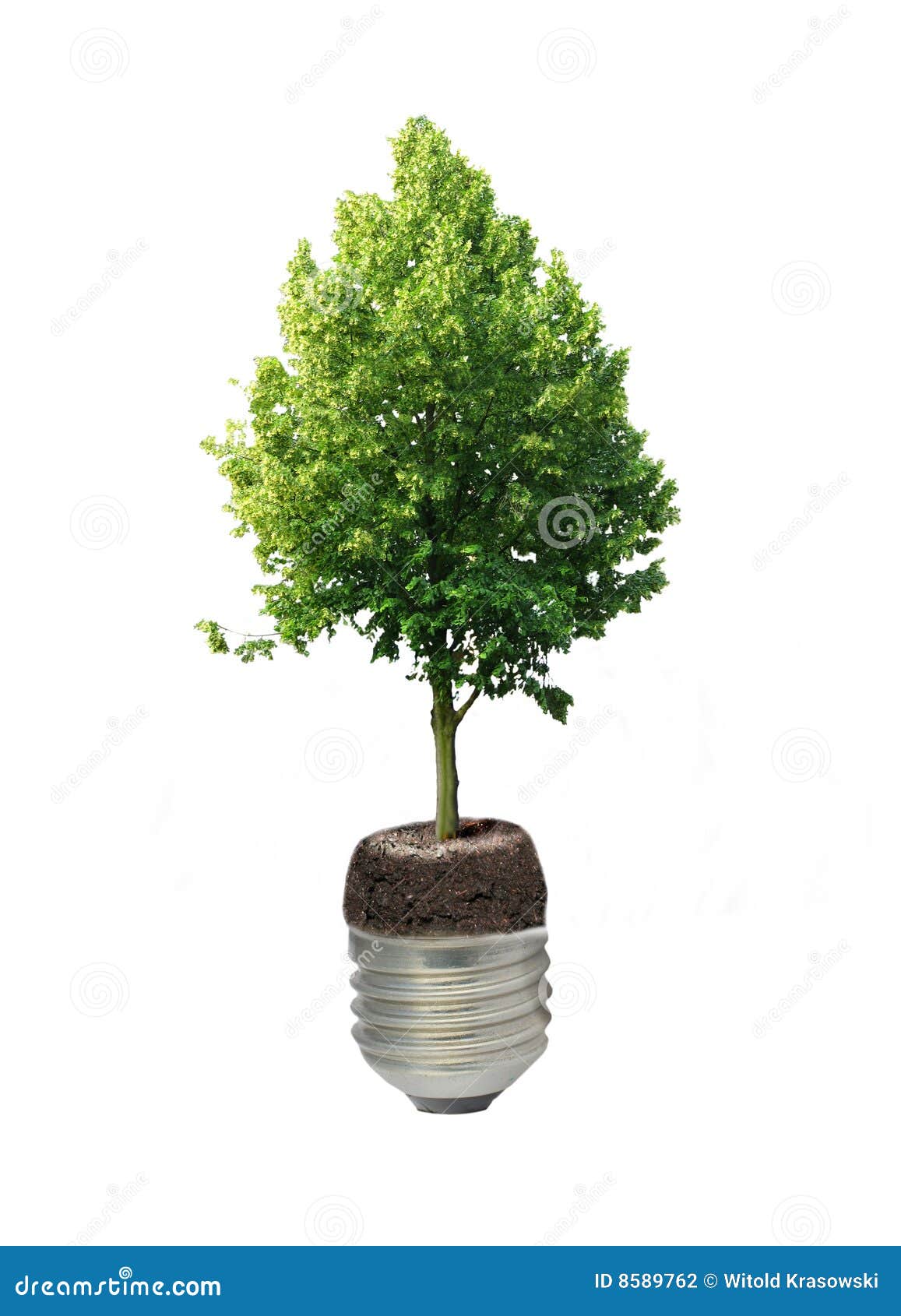 Sapling stock photo. Image of metal, nature, sapling, green - 8589762