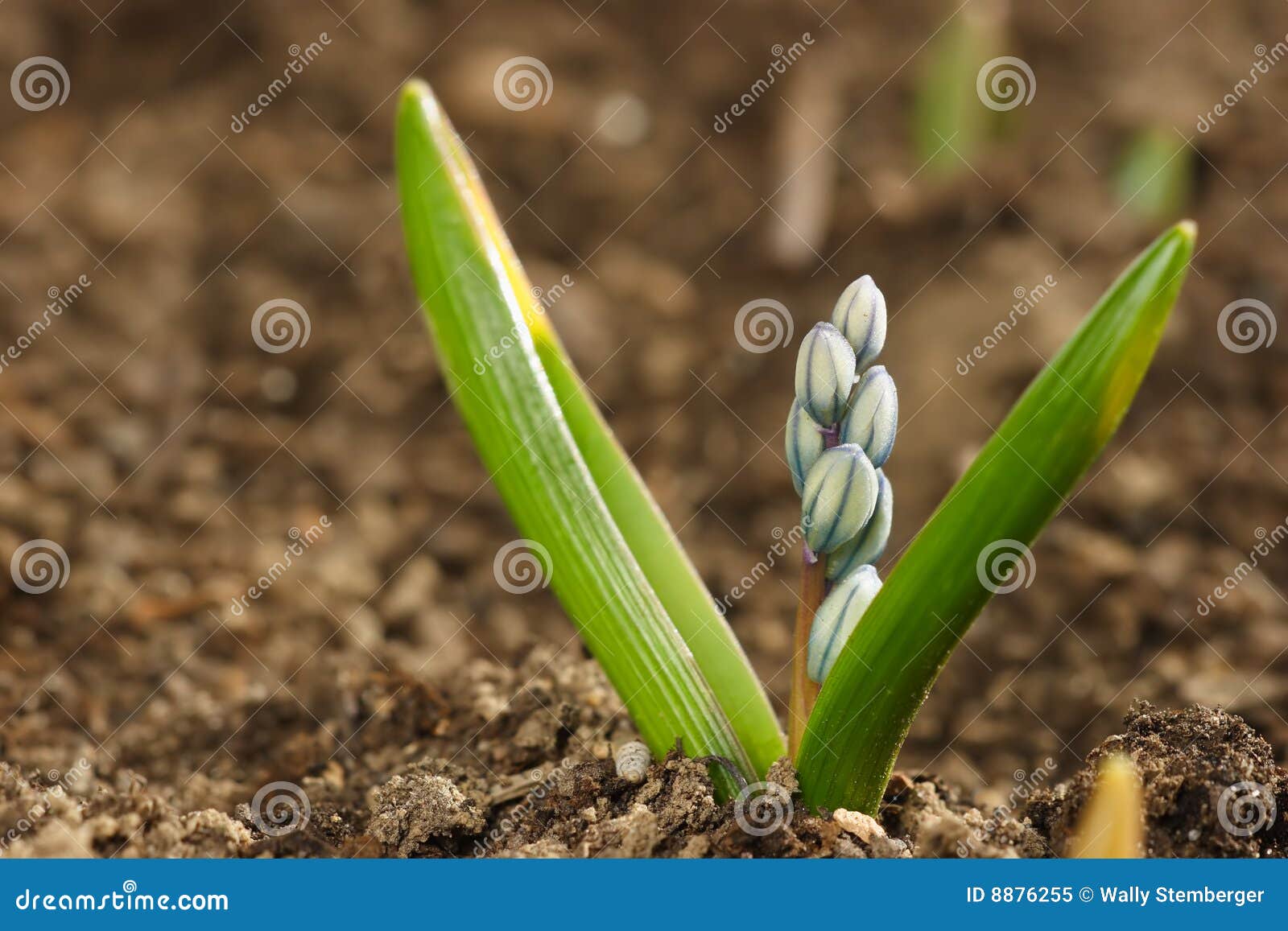 Sapling stock image. Image of ecology, flora, life, development - 8876255