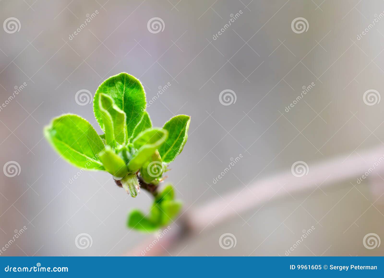 Sapling stock image. Image of background, colorful, fresh - 9961605