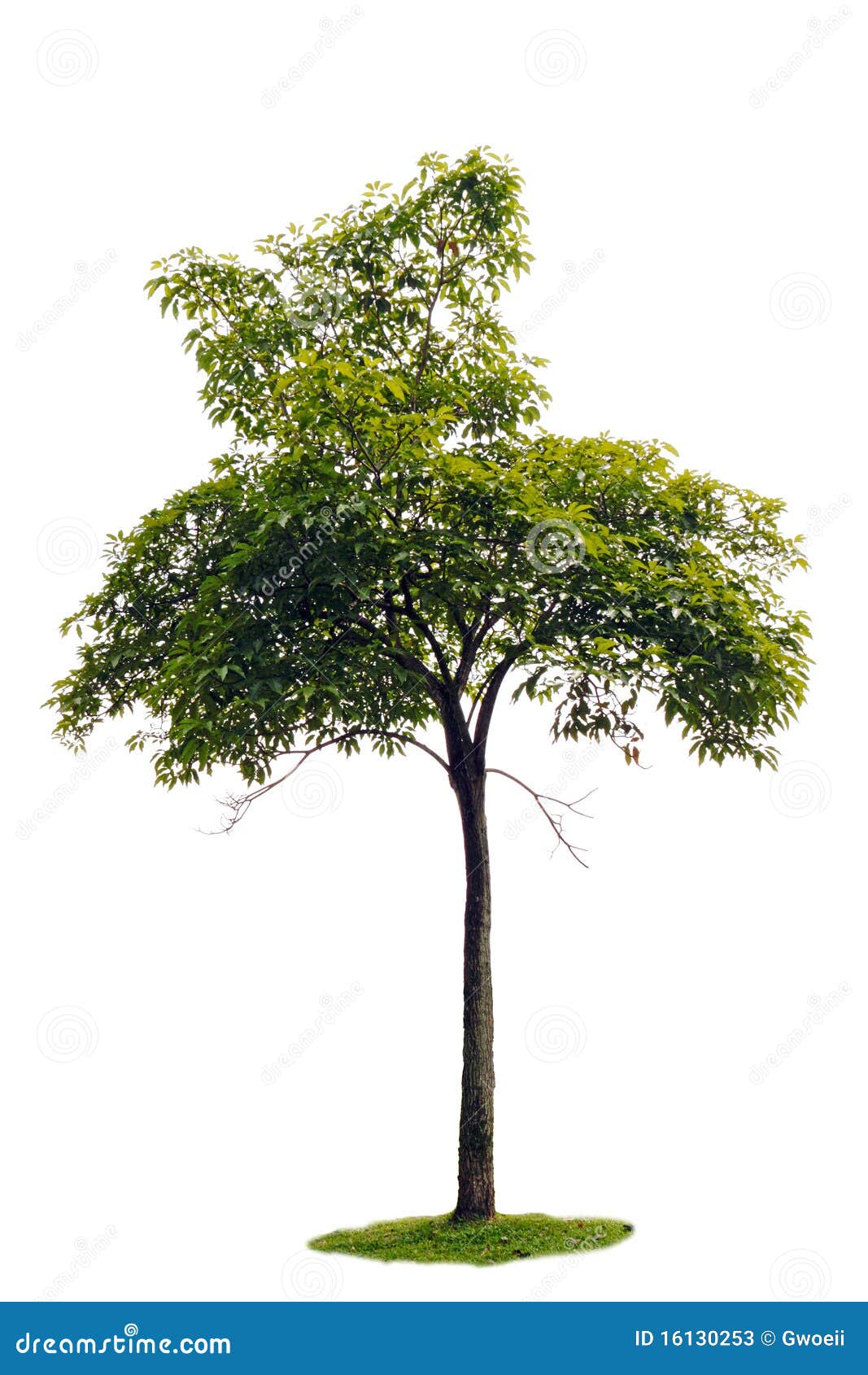 Is anyone else mildly infuriated that the neither the bark, wood or ...