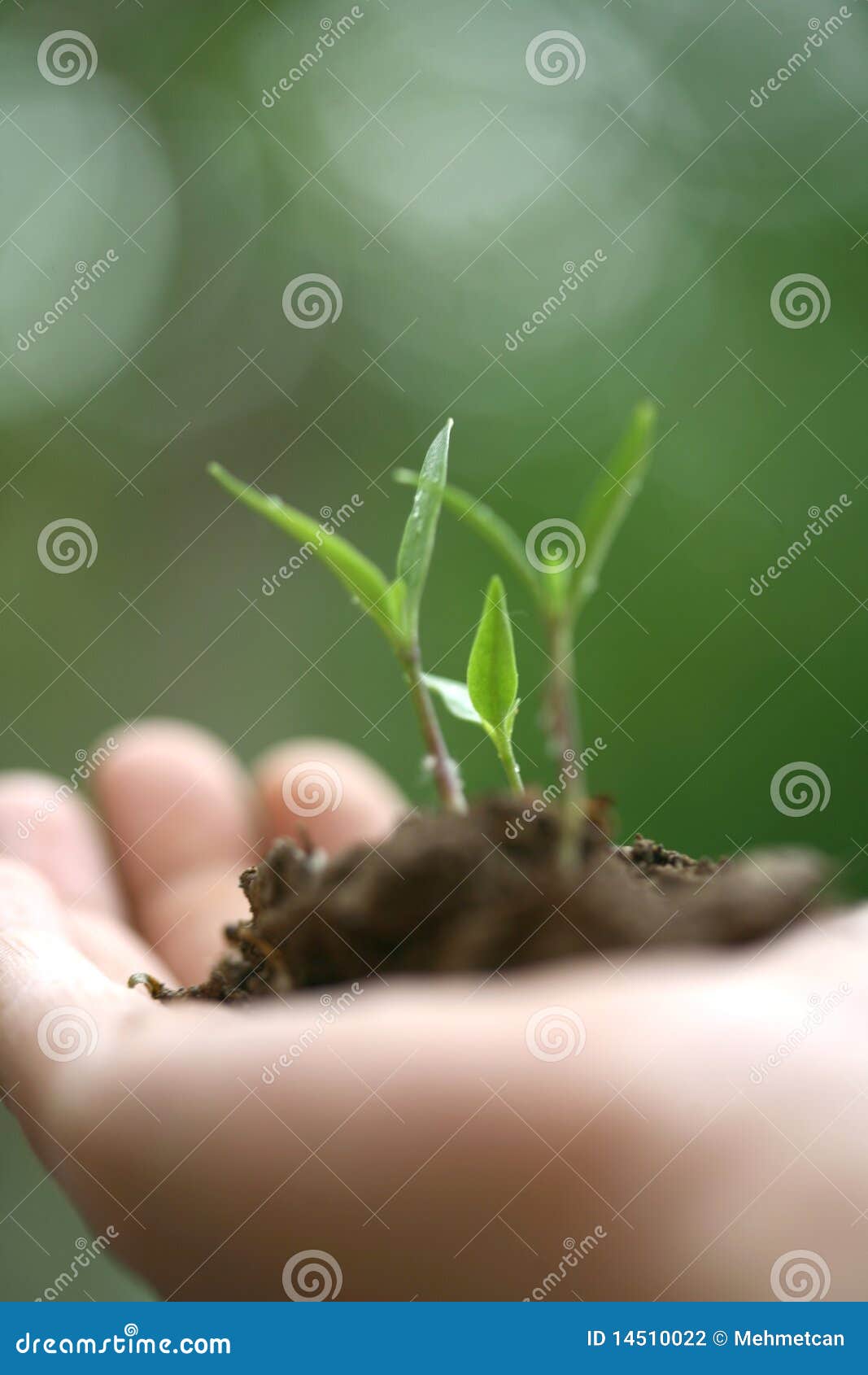 Sapling background stock photo. Image of development - 14510022