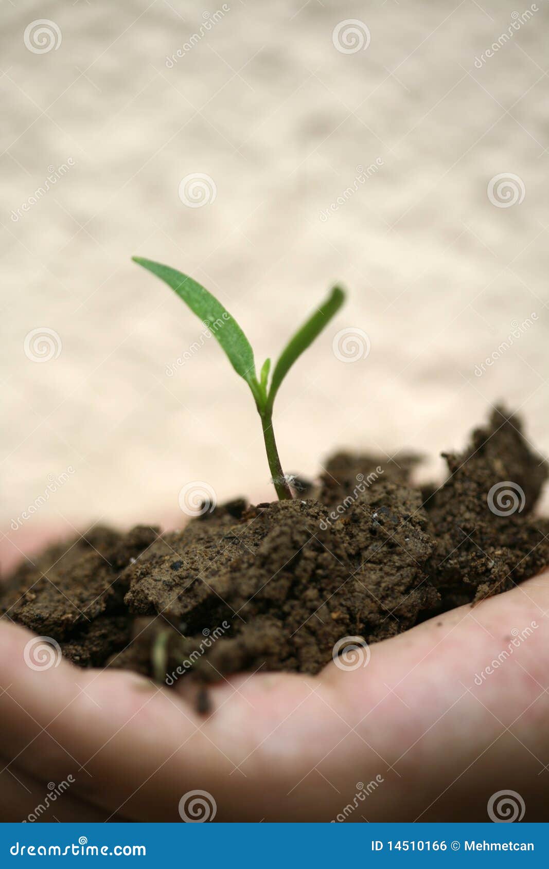 Sapling background stock photo. Image of evolution, isolated - 14510166