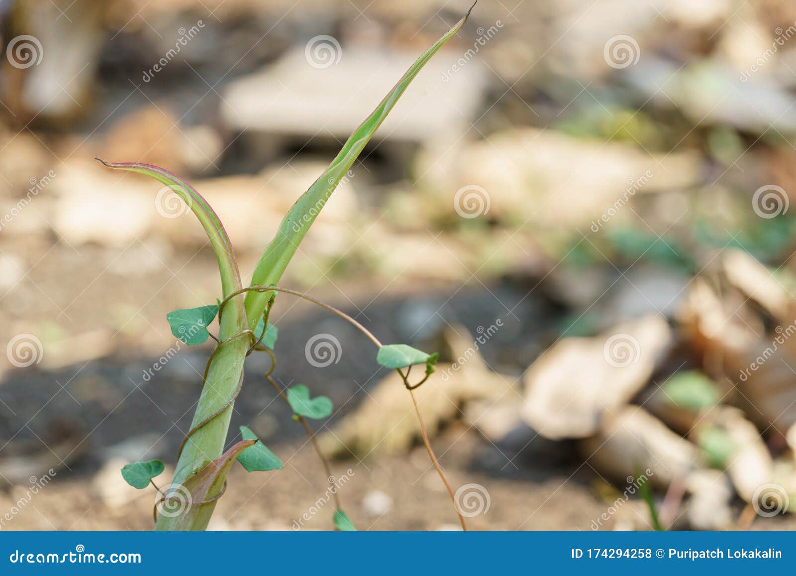The Sapling of the Banana Tree Stock Photo - Image of leaf, banana ...