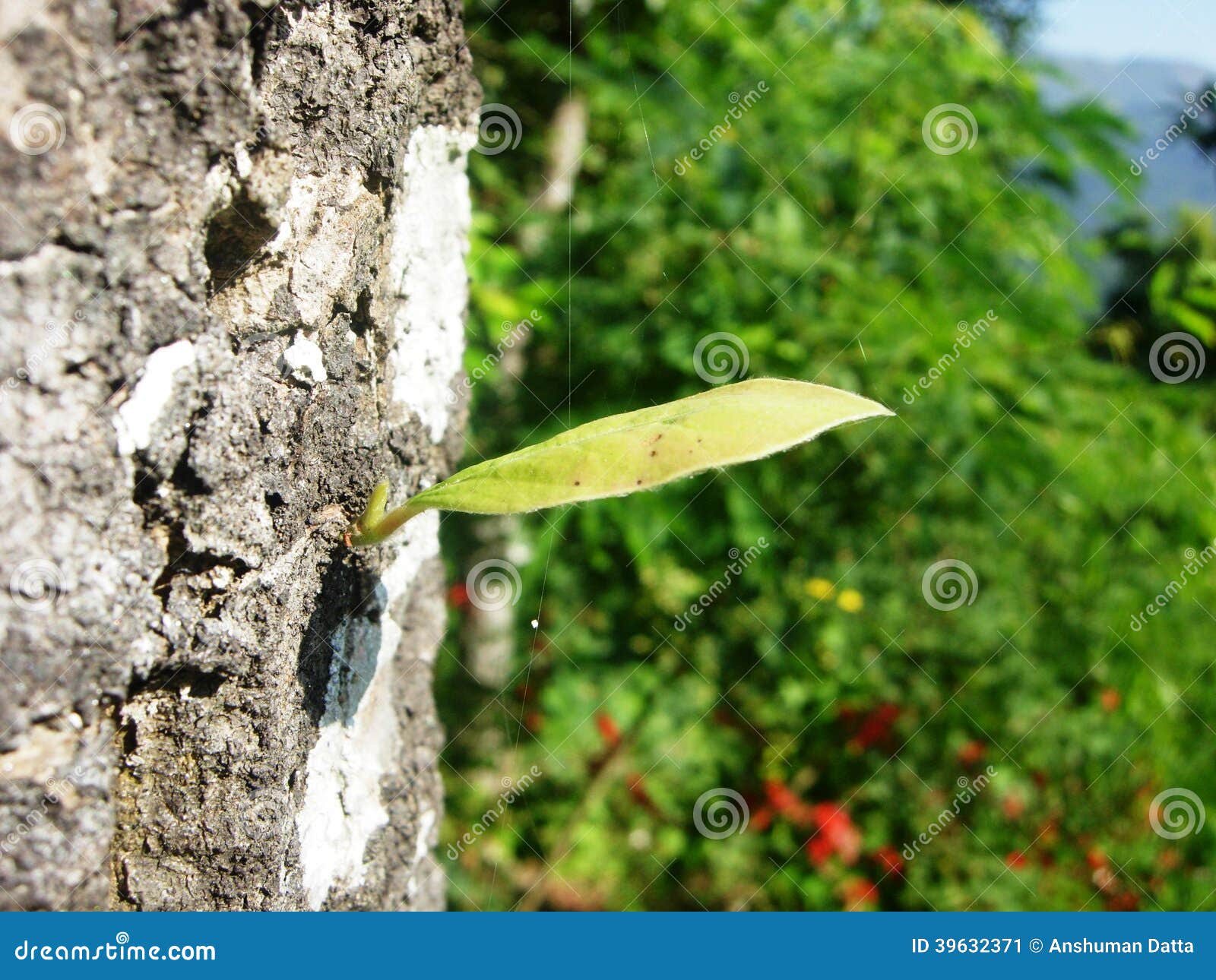 A Sapling on a Bark of a Tree Stock Image - Image of hard, bark: 39632371