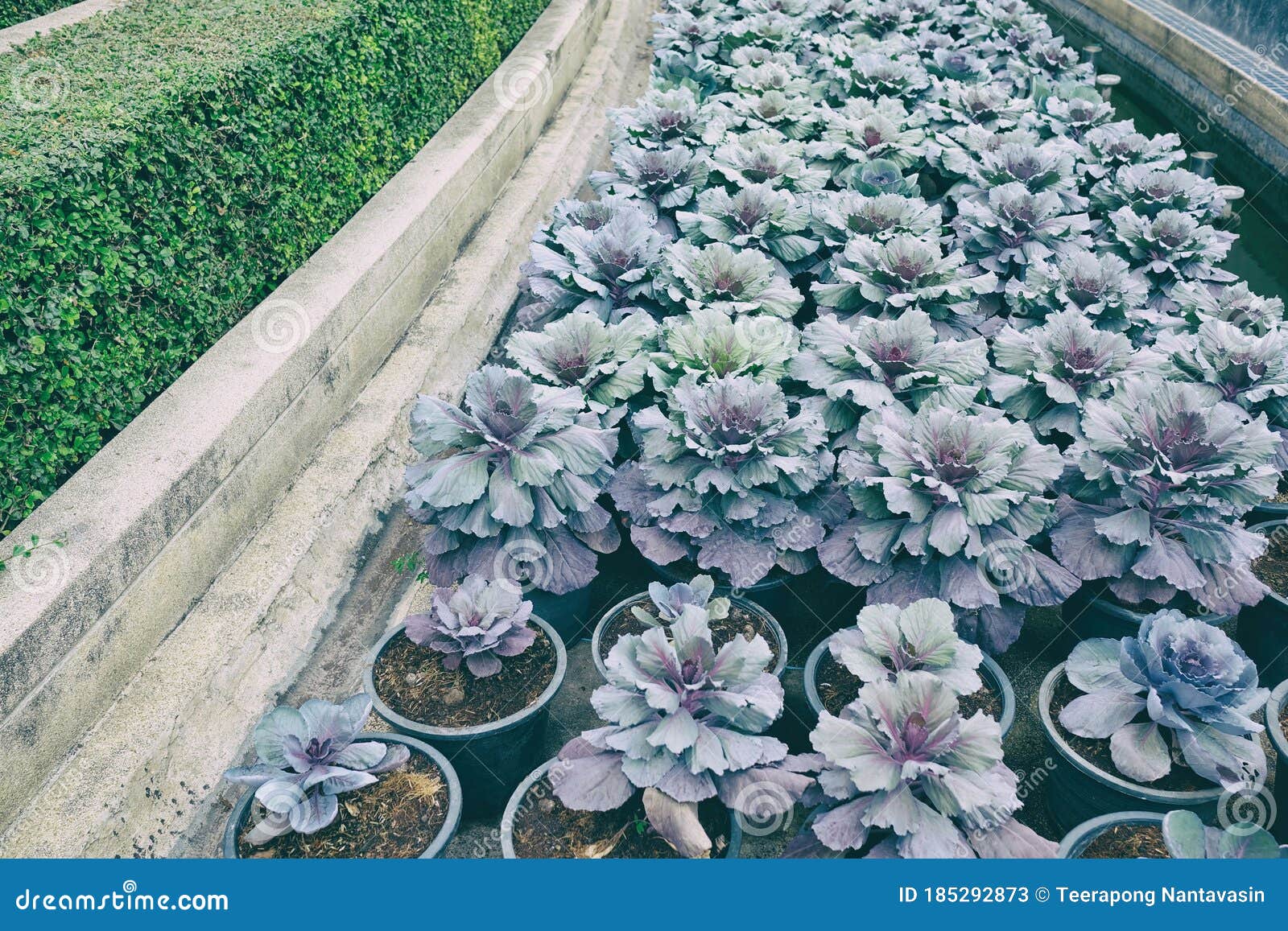 Sapling Cabbage in in Nursery Area. Stock Image - Image of cabbage ...