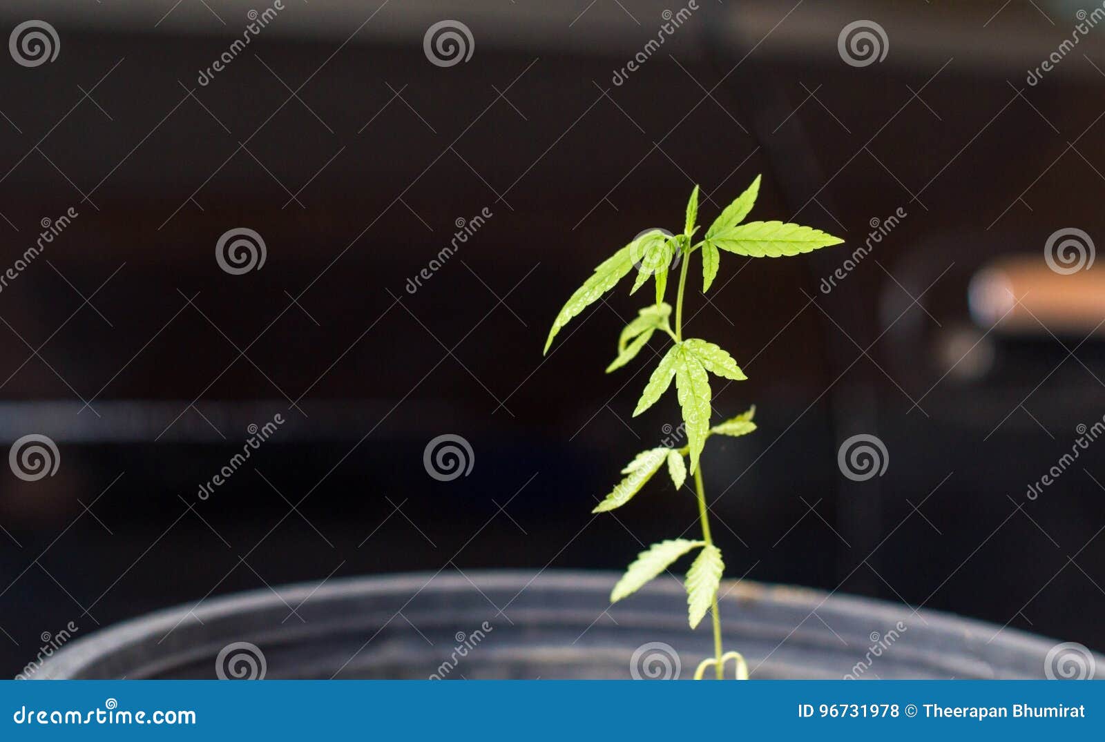 Sapling of Cannabis Growing in Pot. Stock Photo - Image of garden ...