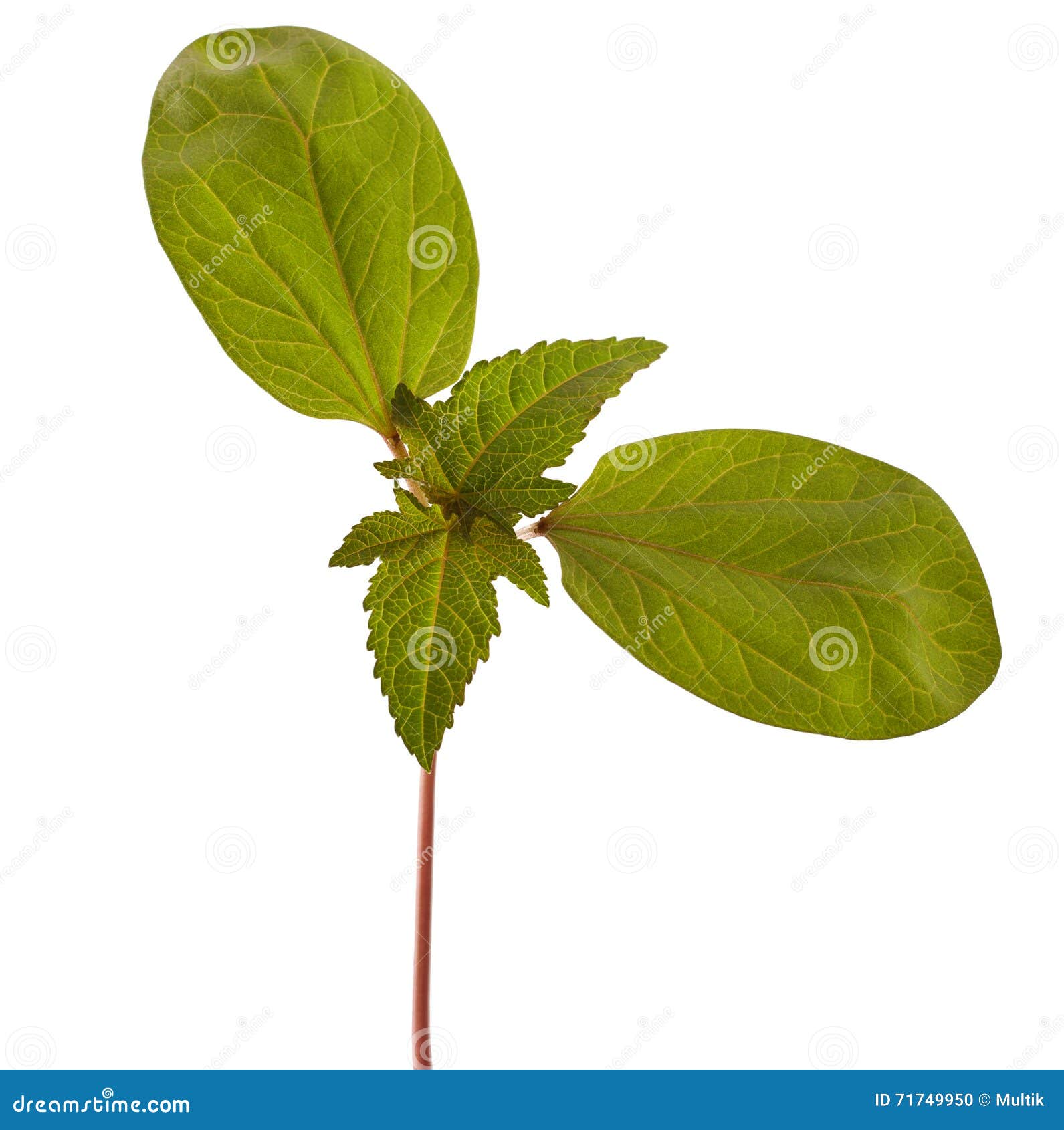 Castor Plant, Ricinus Communis.Castor Oil Bottle With Castor Fruits ...