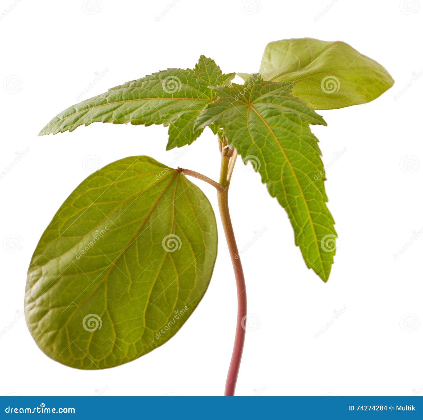 Castor Plant, Also Known As Ricinus Communis L., Belongs To The Plant ...