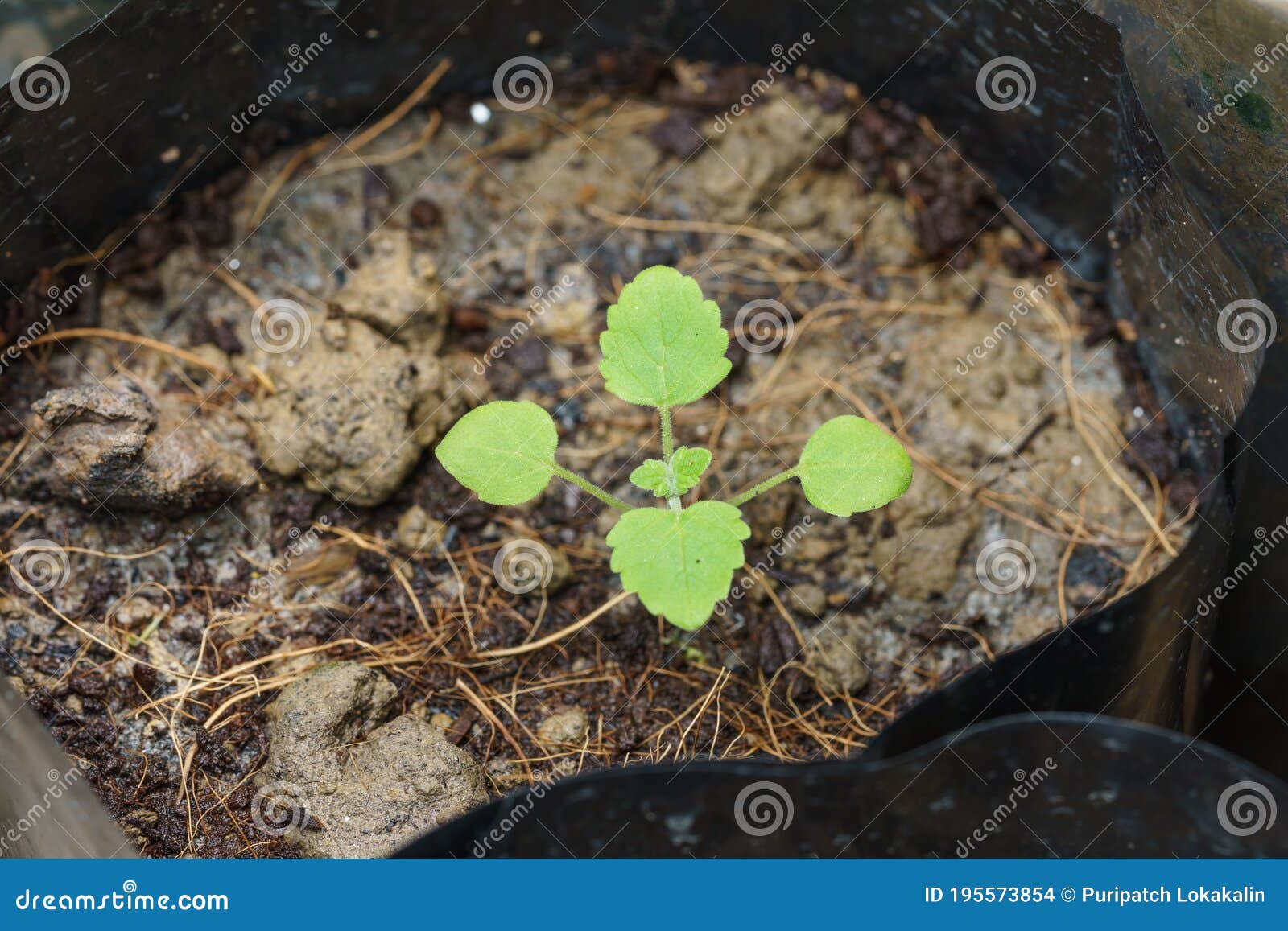 The Sapling of the Catnip Tree Stock Photo - Image of natural, planted ...
