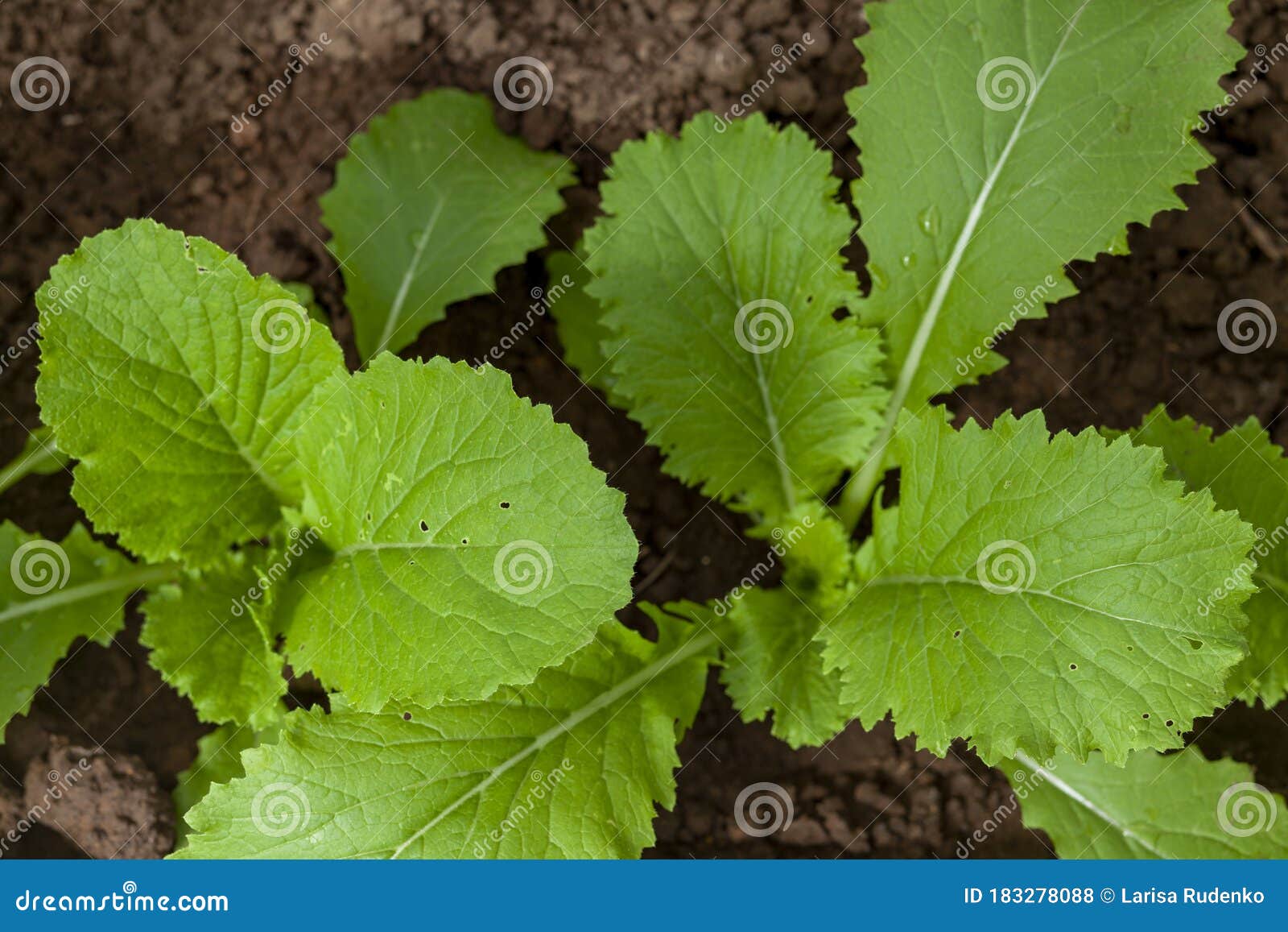 Sapling Chinese Cabbage in the Garden in Spring Stock Photo - Image of ...