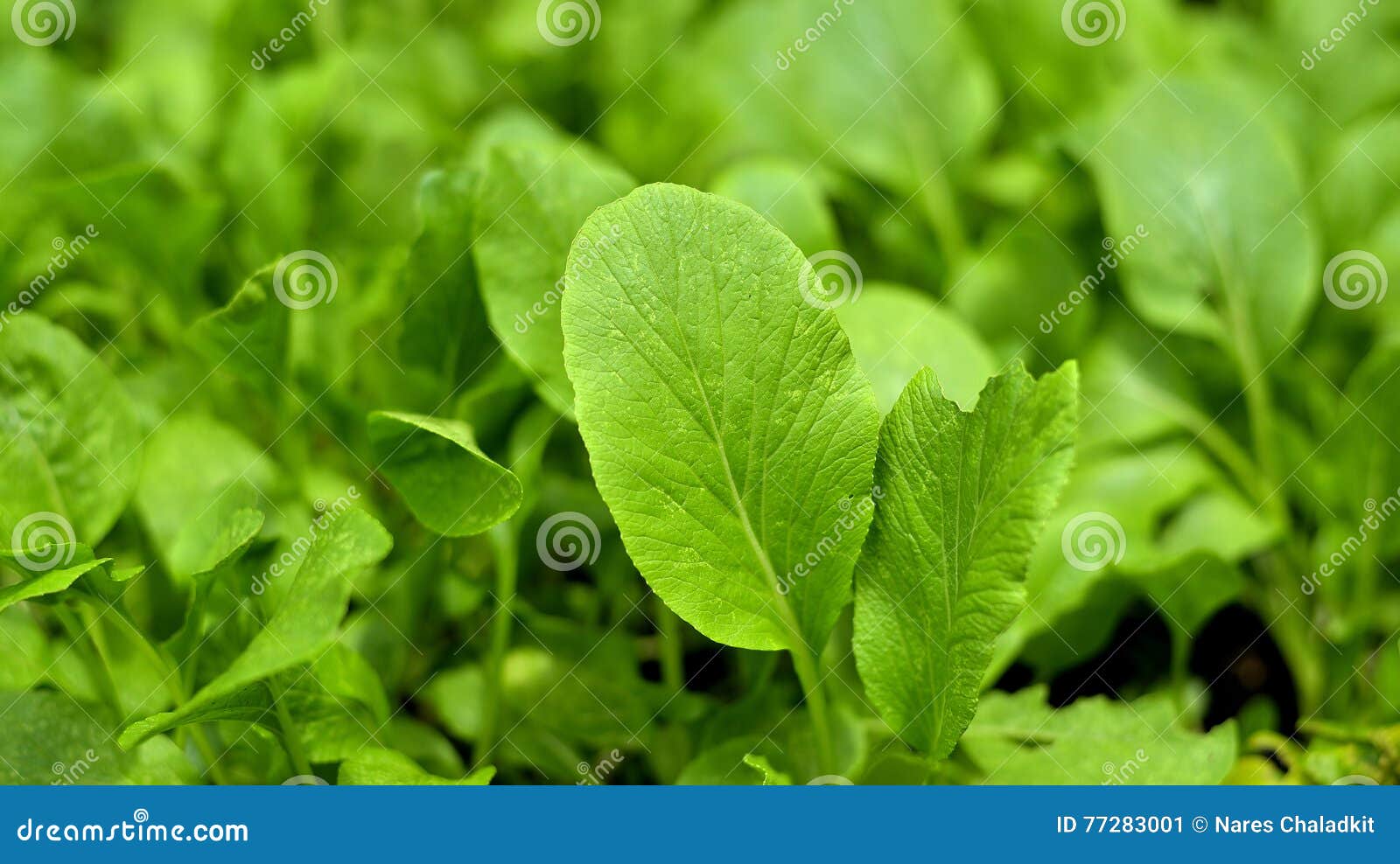 Sapling Chinese Cabbage, a Kind of Cabbage,also Called Endive Stock ...