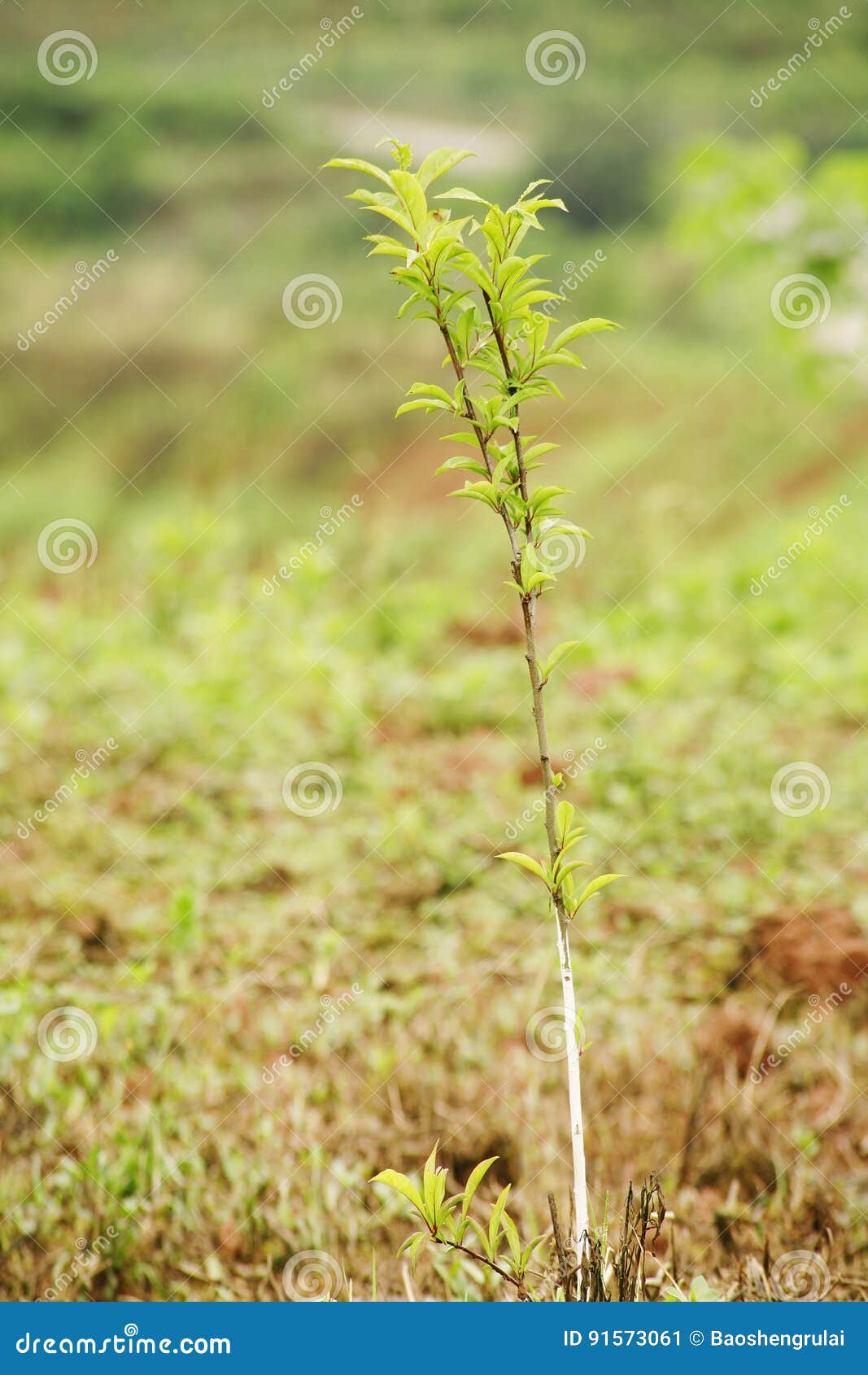 Sapling stock image. Image of grow, survival, vitality - 91573061