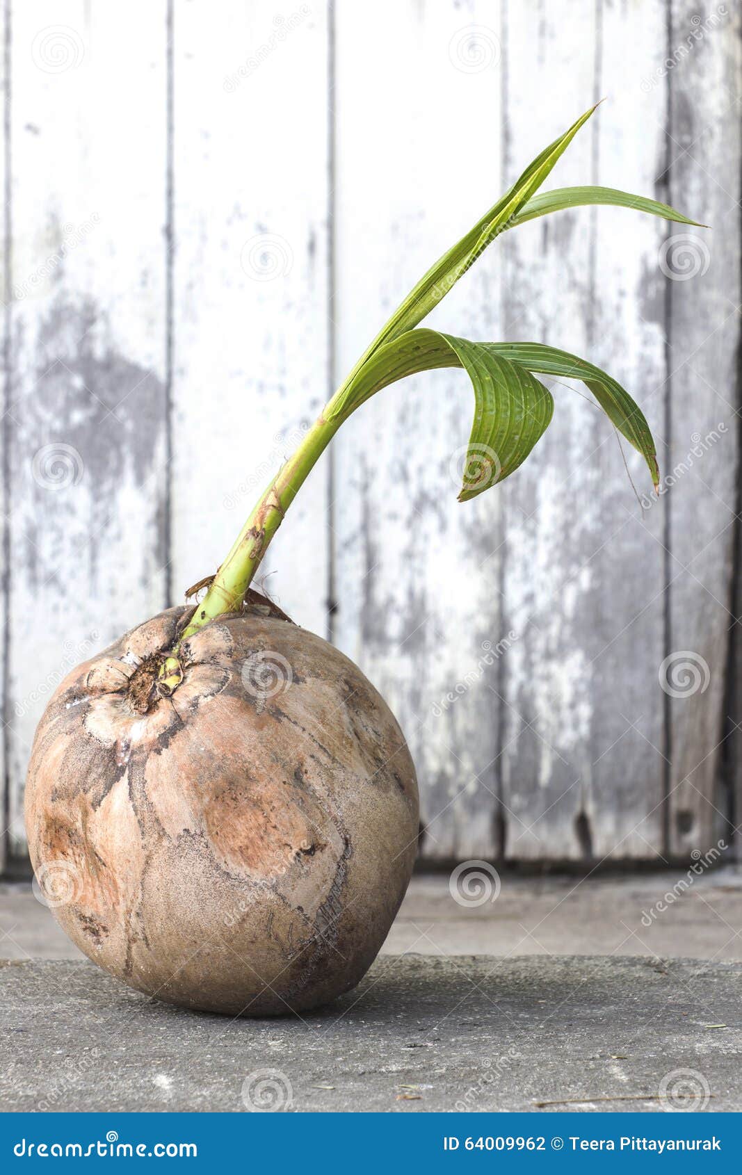 Sapling of coconut stock photo. Image of plant, young - 64009962