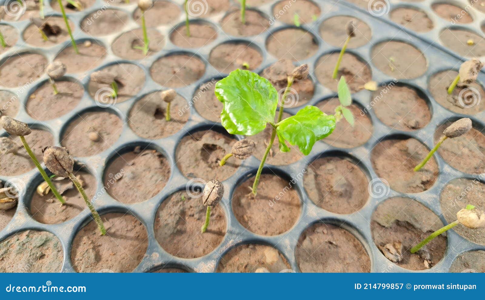 The Sapling of the Coffee Tree is Growing. Stock Image - Image of dish ...