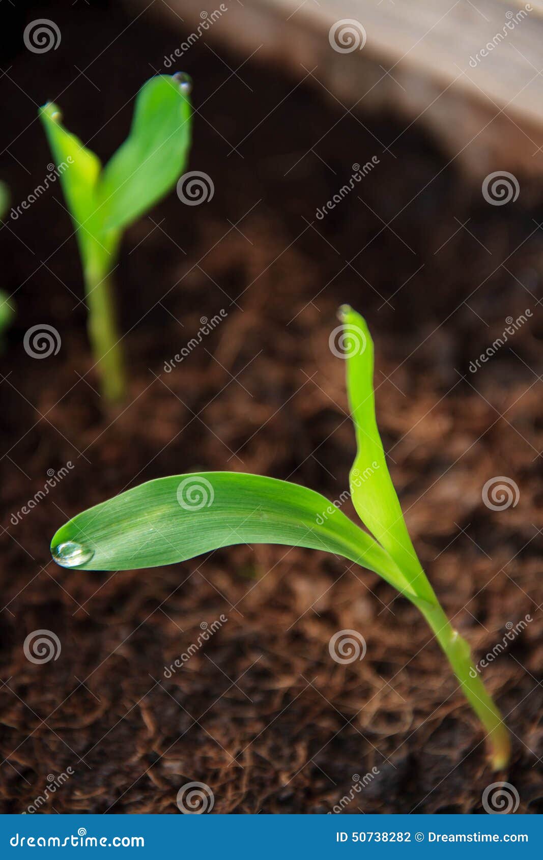 Sapling stock photo. Image of corn, develop, vegetate - 50738282