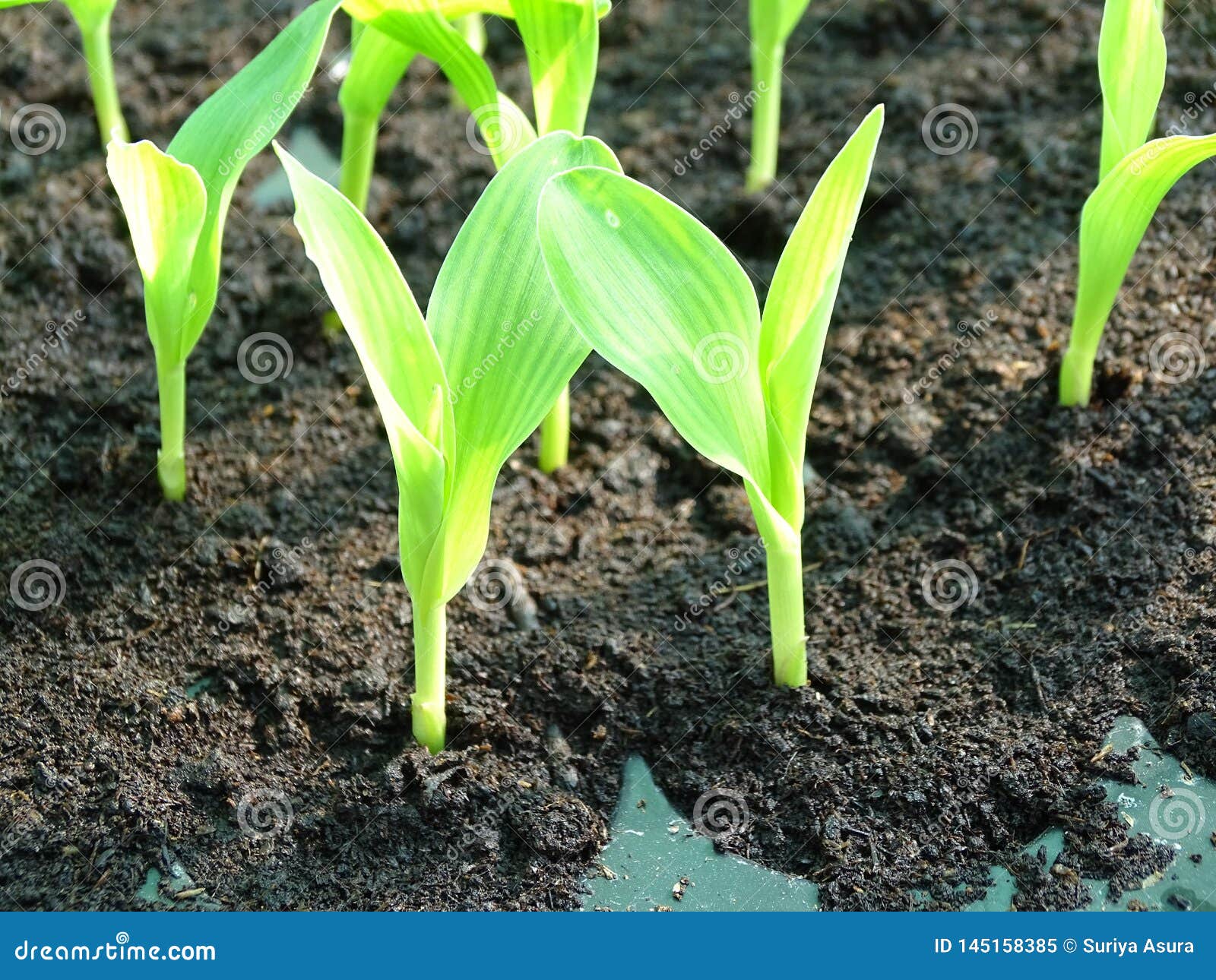 The Sapling of the Corn Tree is Growing from the Ground. Stock Image ...