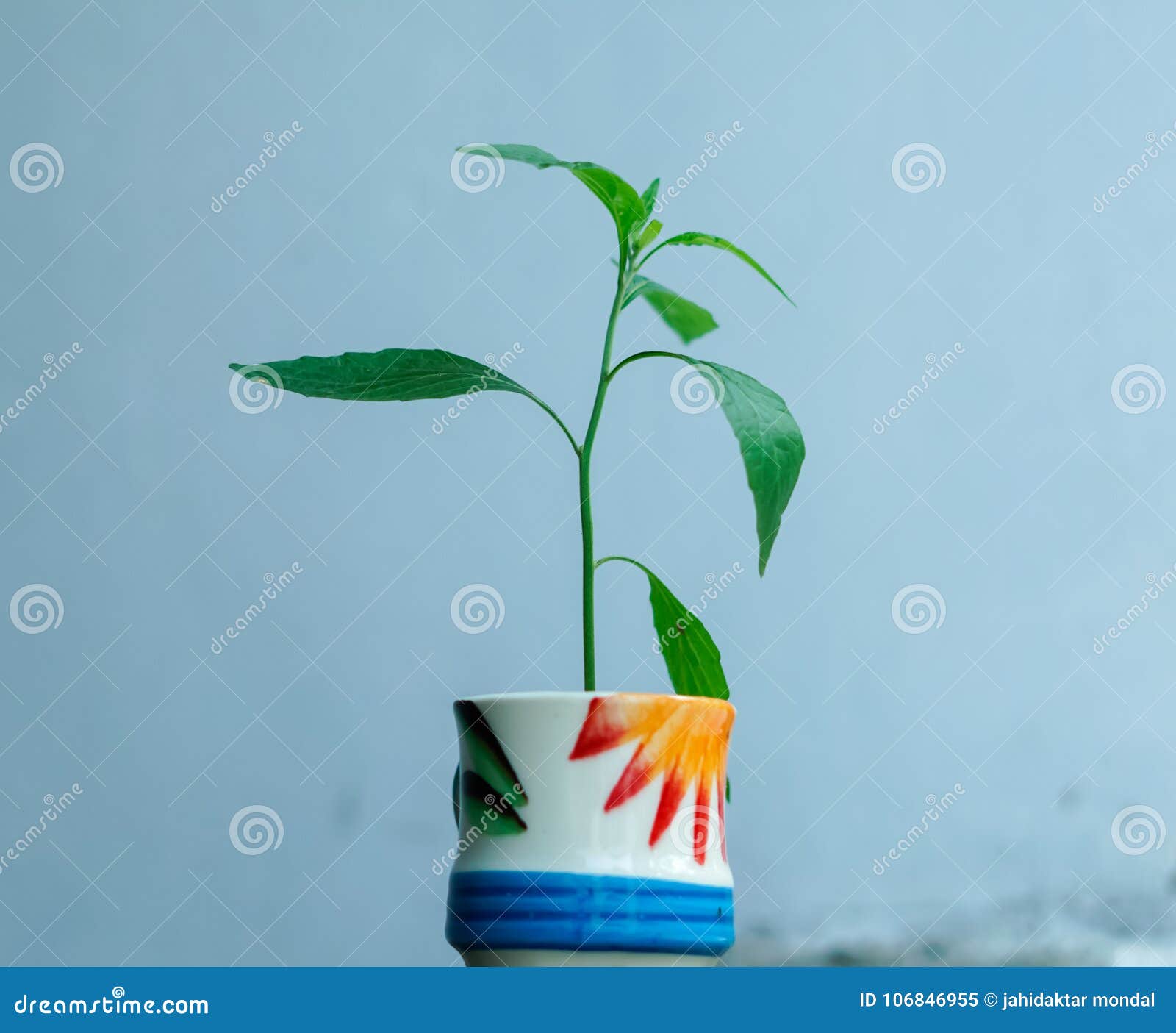 A sapling in a cup stock image. Image of nice, white - 106846955