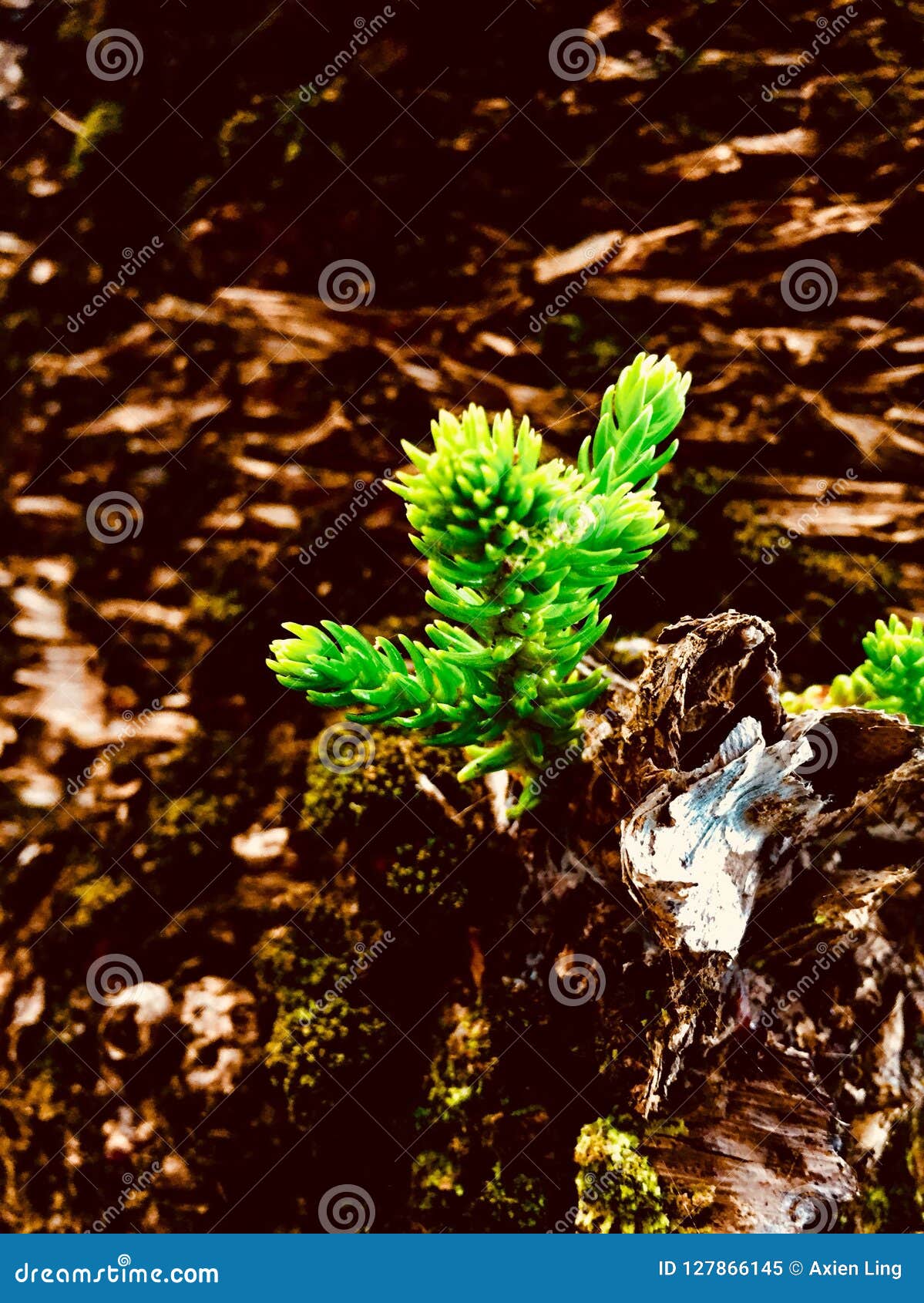 Sapling stock image. Image of sapling, cute, little - 127866145