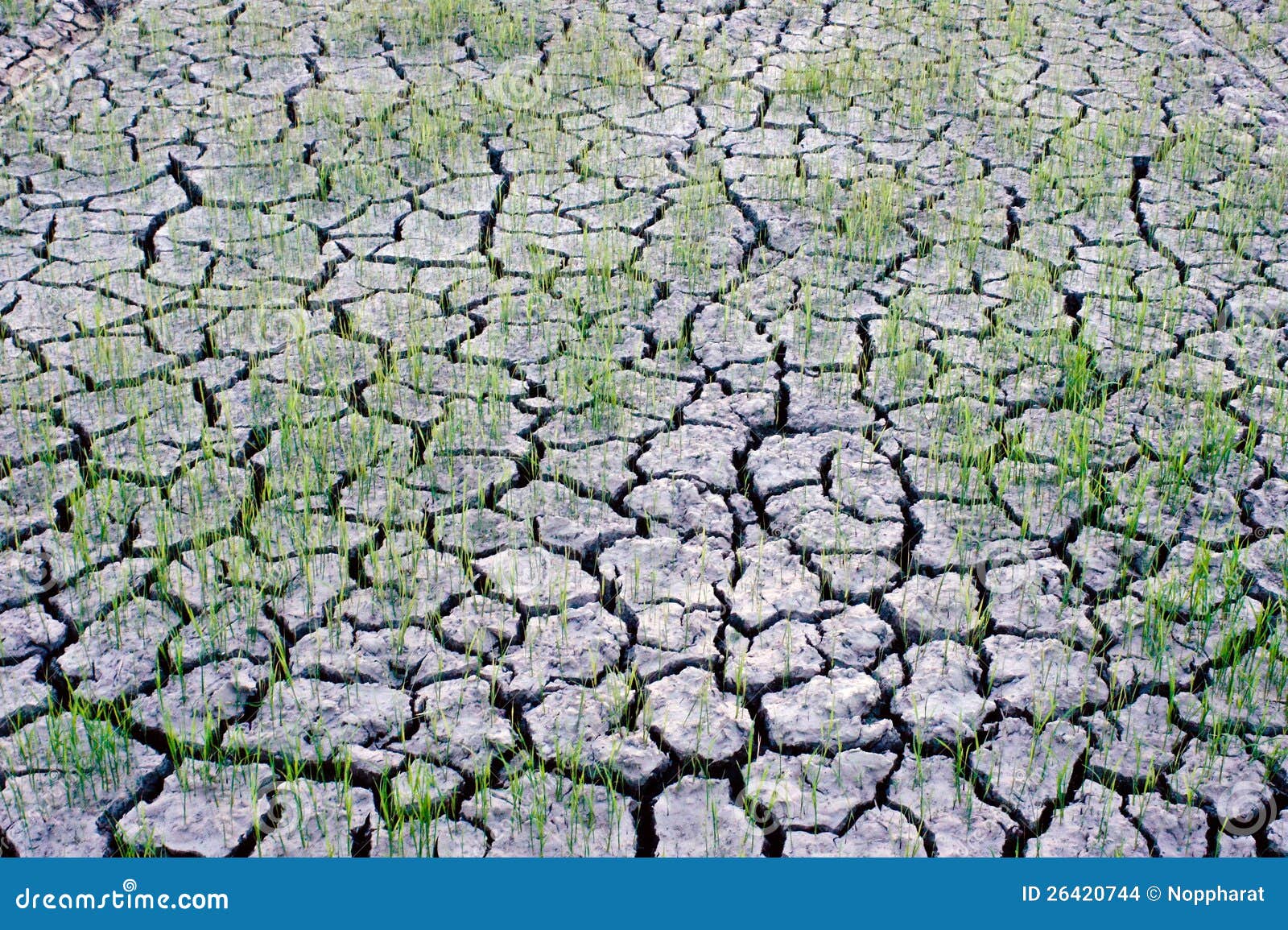 Sapling in the dry mud. stock photo. Image of grain, farmer - 26420744