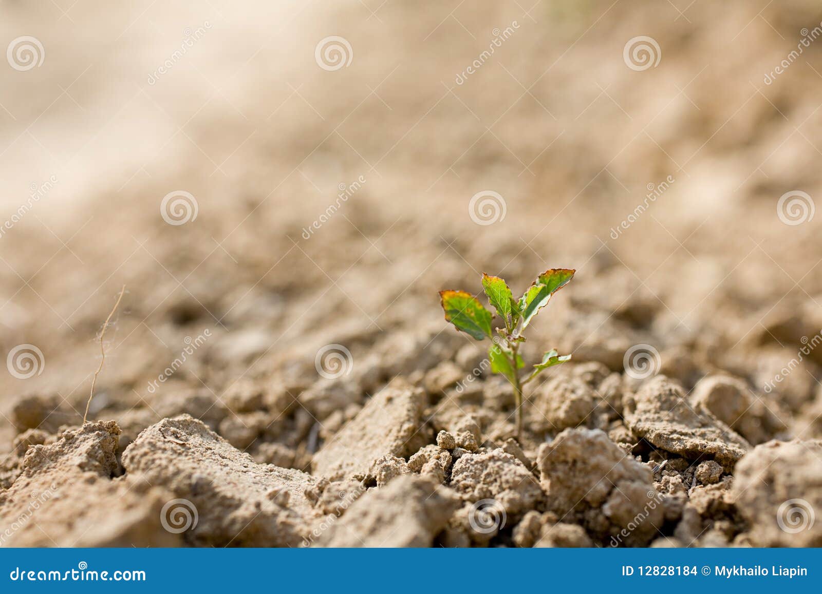 Sapling in dry soil stock photo. Image of nature, objects - 12828184