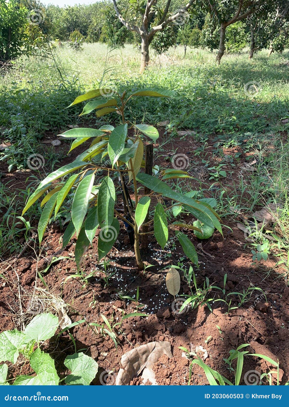 Durian tree sapling stock image. Image of durio, tree - 203060503