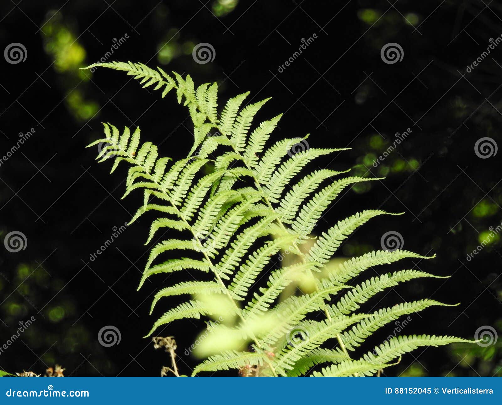 The sapling fern stock image. Image of aemones, beach - 88152045