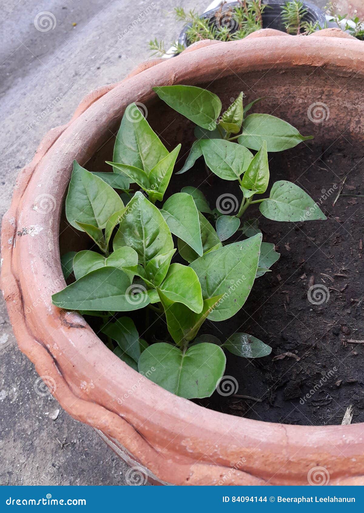 Sapling stock photo. Image of tree, sapling, ground, green - 84094144
