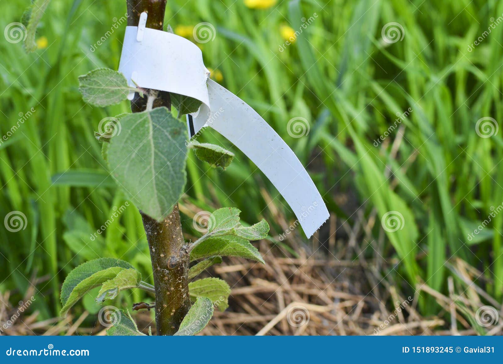 Sapling Fruit Tree Close-up. Young Fruit Tree with Paper Tag on the ...