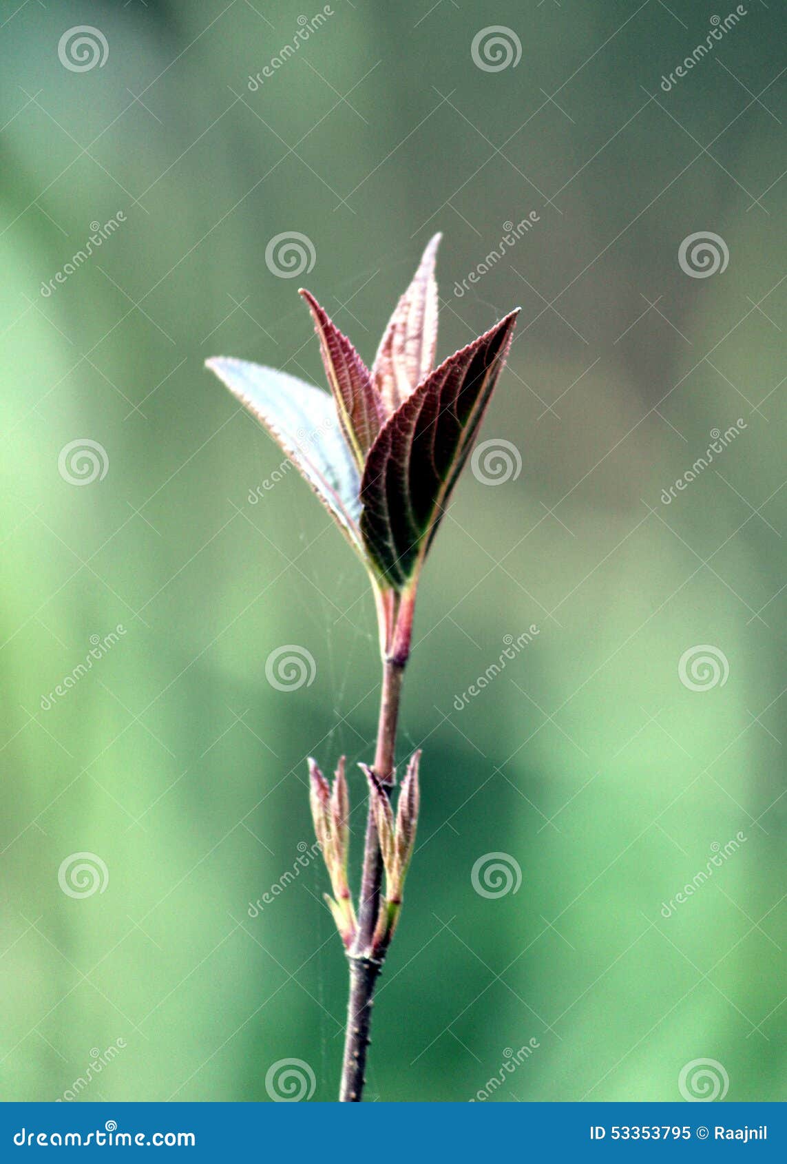 Sapling stock image. Image of sapling, nature, wallpaper - 53353795