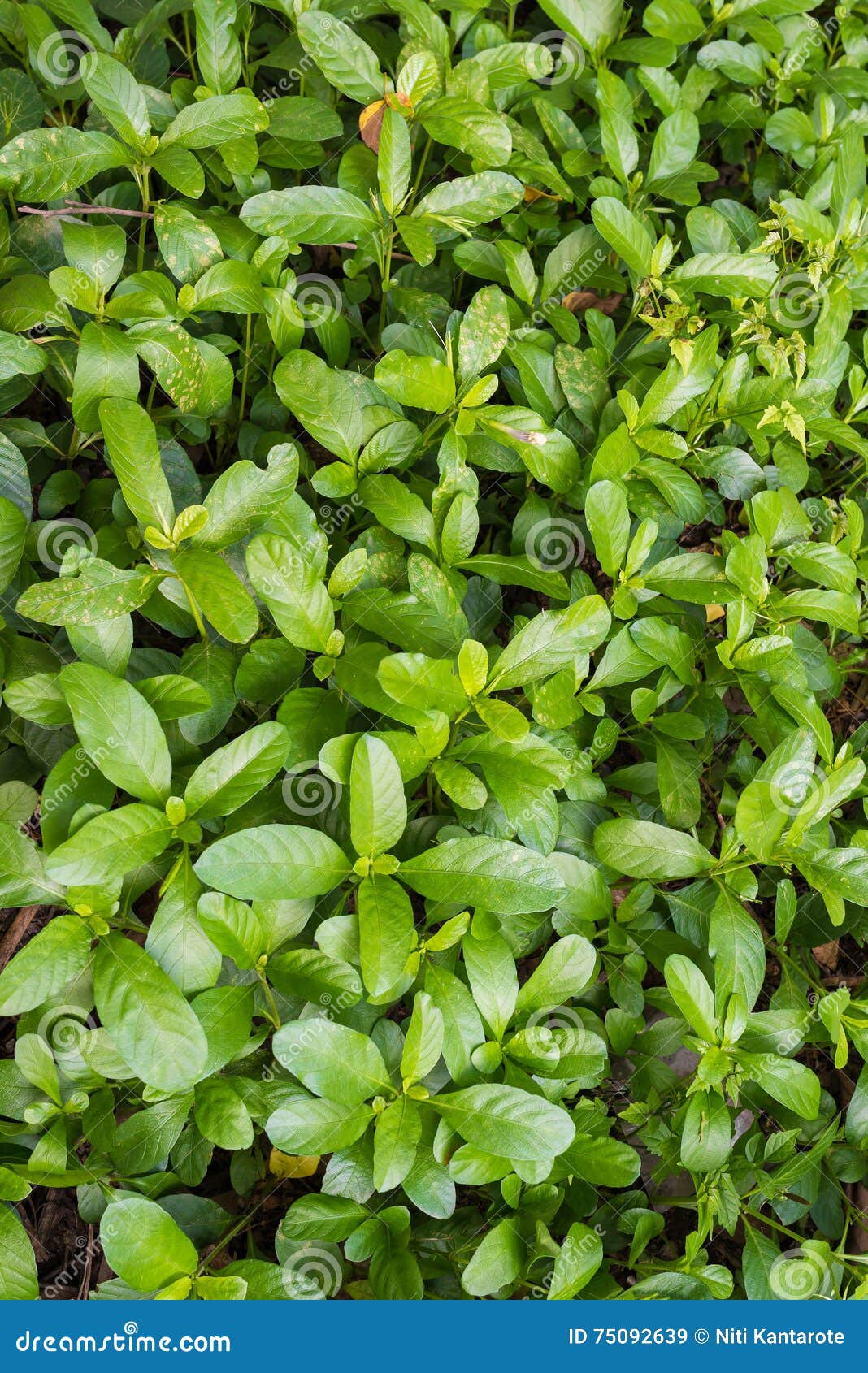 Sapling stock image. Image of hardwood, sapling, topiary - 75092639