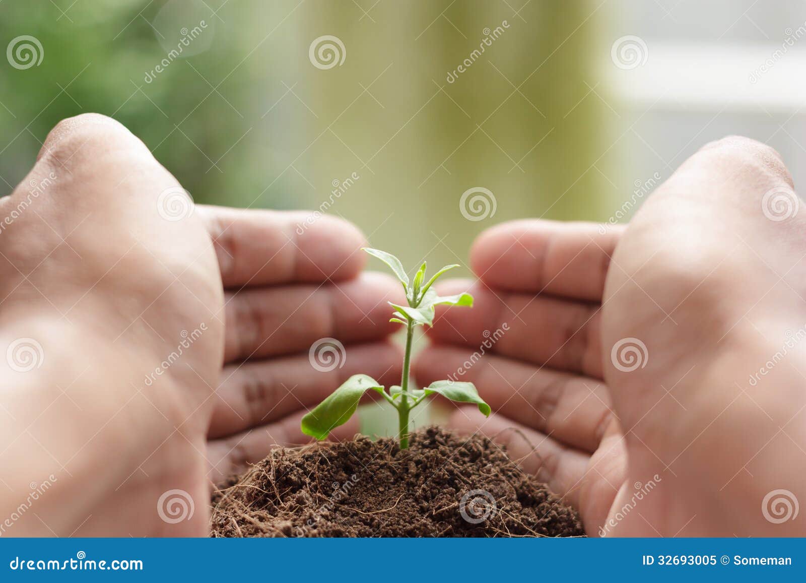 Sapling stock image. Image of beginnings, cultivated - 32693005
