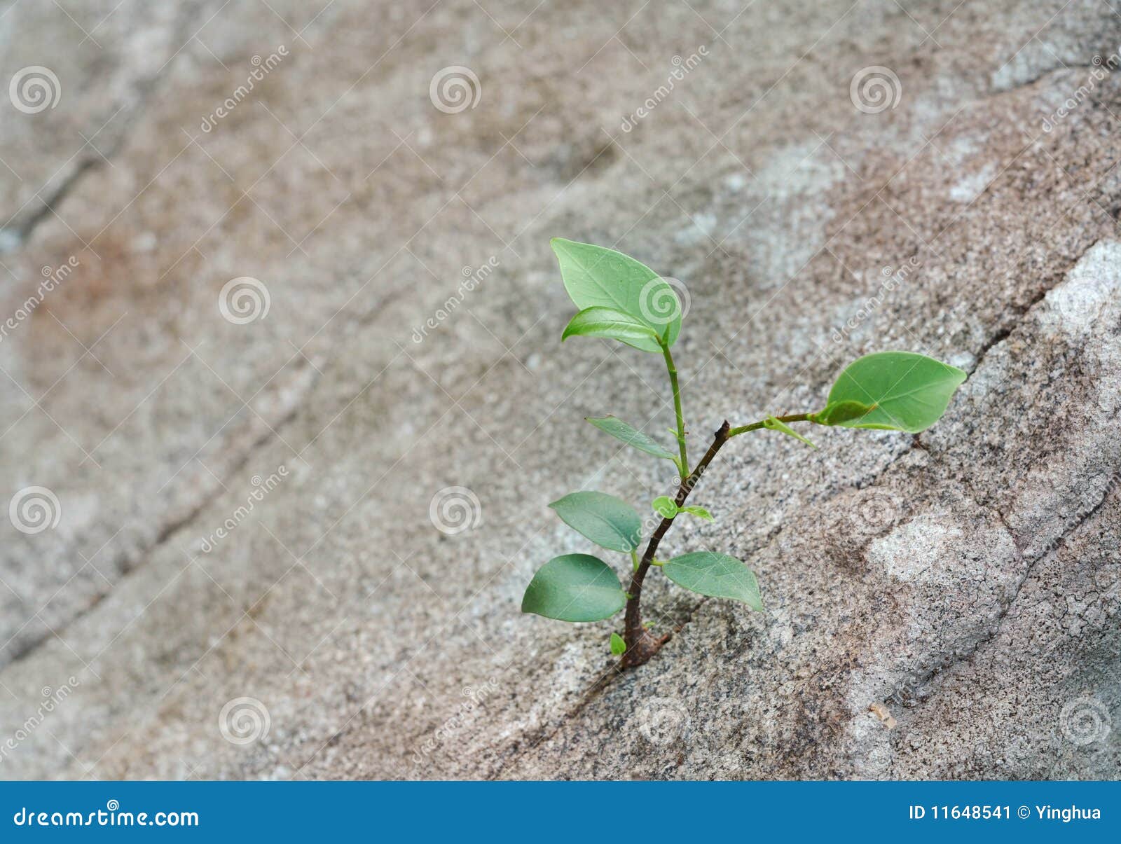 Sapling growing stock image. Image of crevice, natural - 11648541