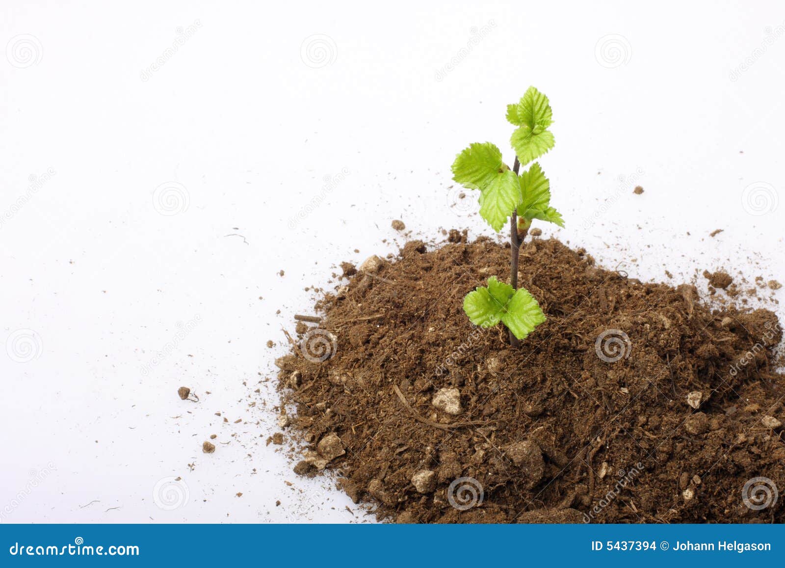 Sapling Growing Picture. Image: 5437394