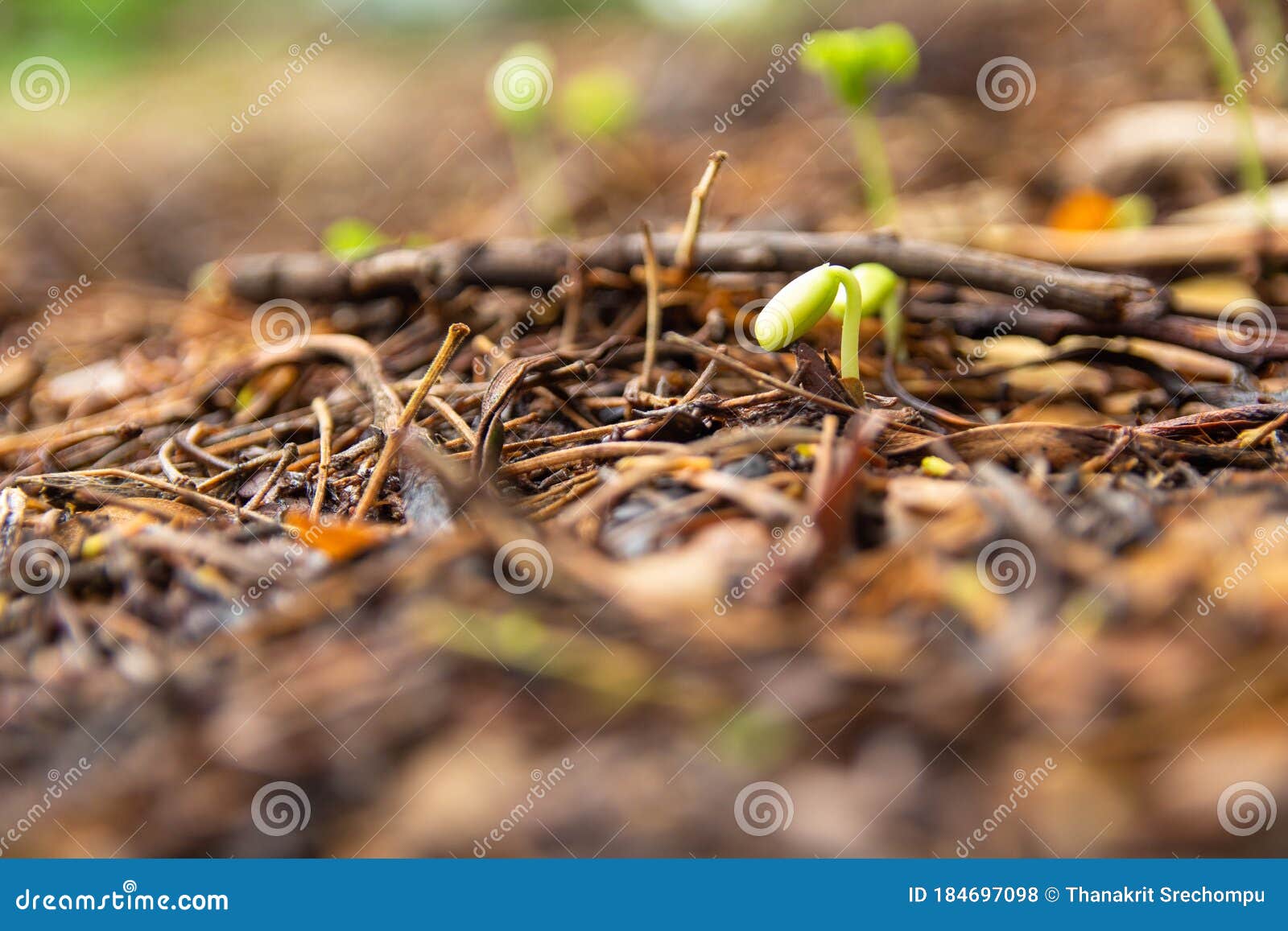 Sapling growing from stock photo. Image of drop, ground - 184697098