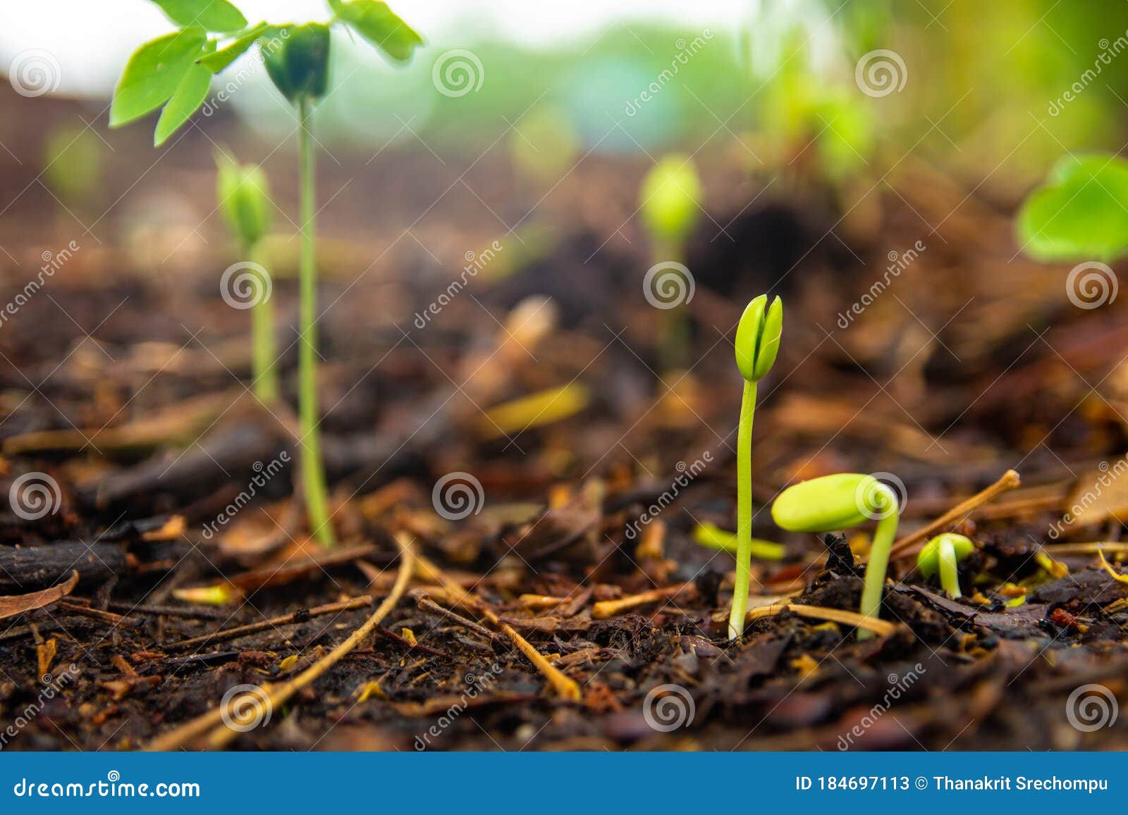 Sapling growing from stock image. Image of concept, plantation - 184697113