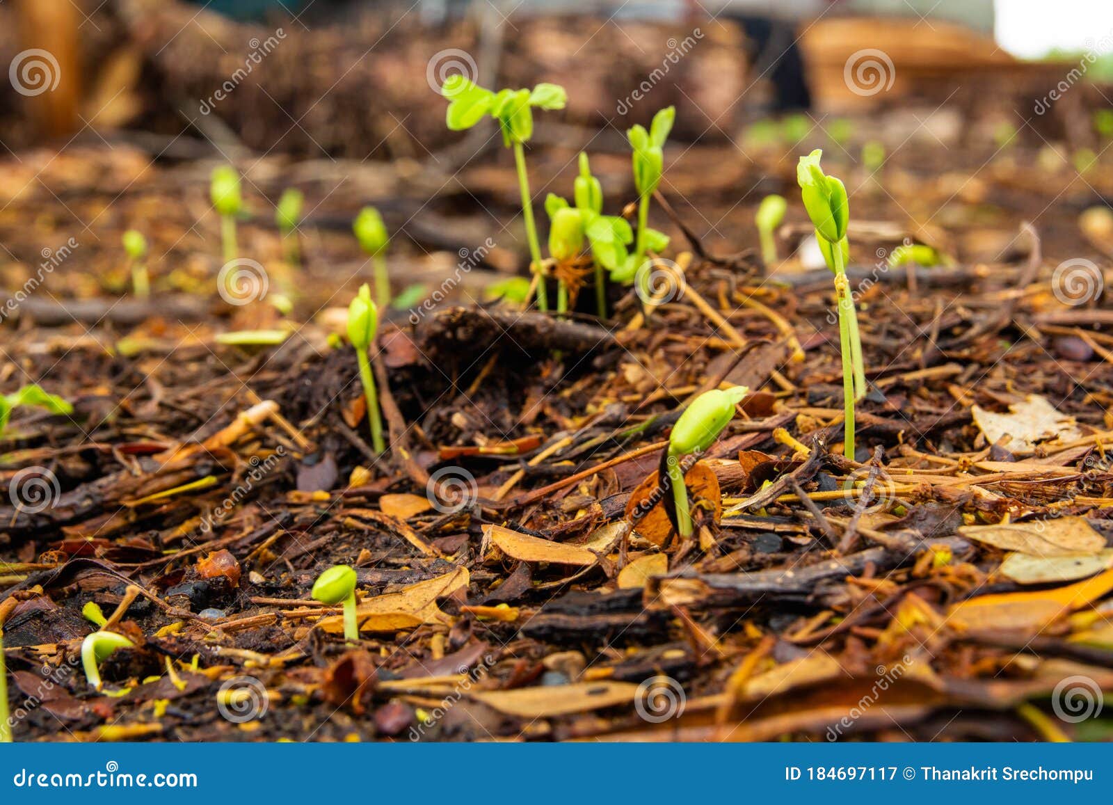 Sapling growing from stock image. Image of fertile, sapling - 184697117