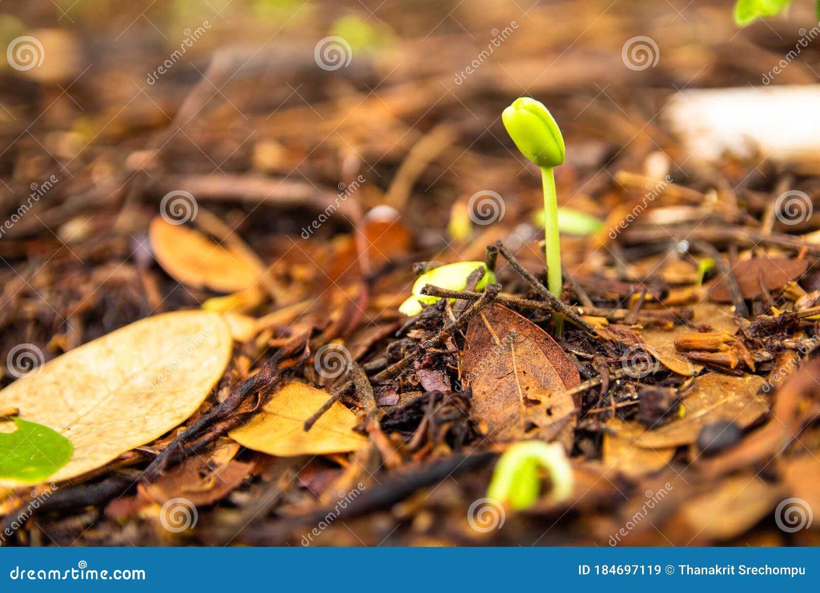 Sapling growing from stock image. Image of forest, drop - 184697119