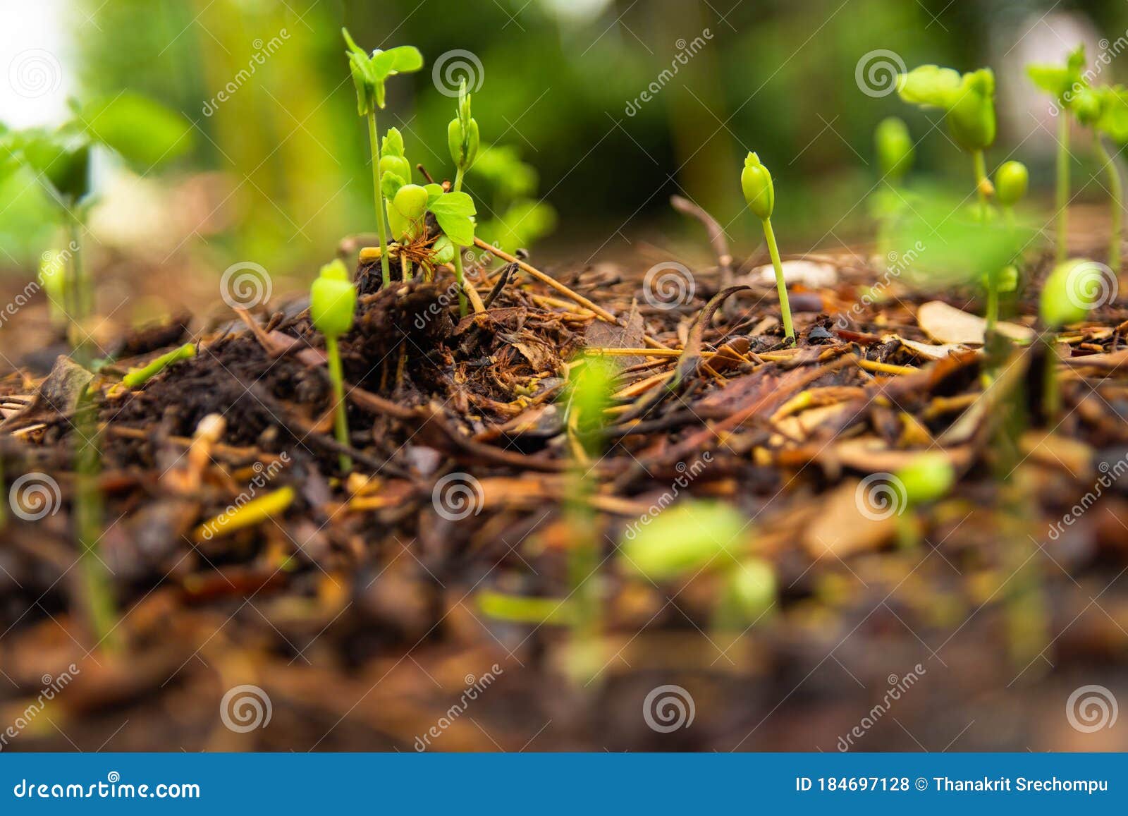 Sapling growing from stock photo. Image of environmental - 184697128
