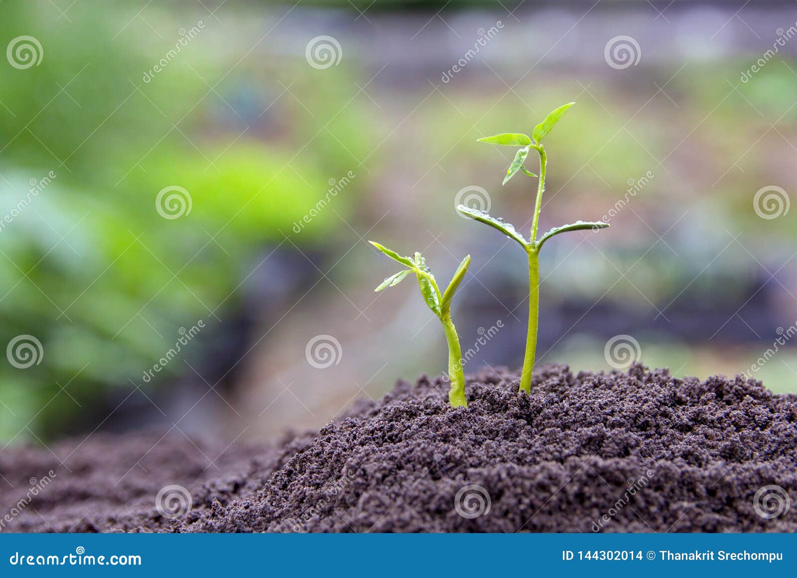 Sapling Growing from the Ground Stock Photo - Image of leaf, background ...
