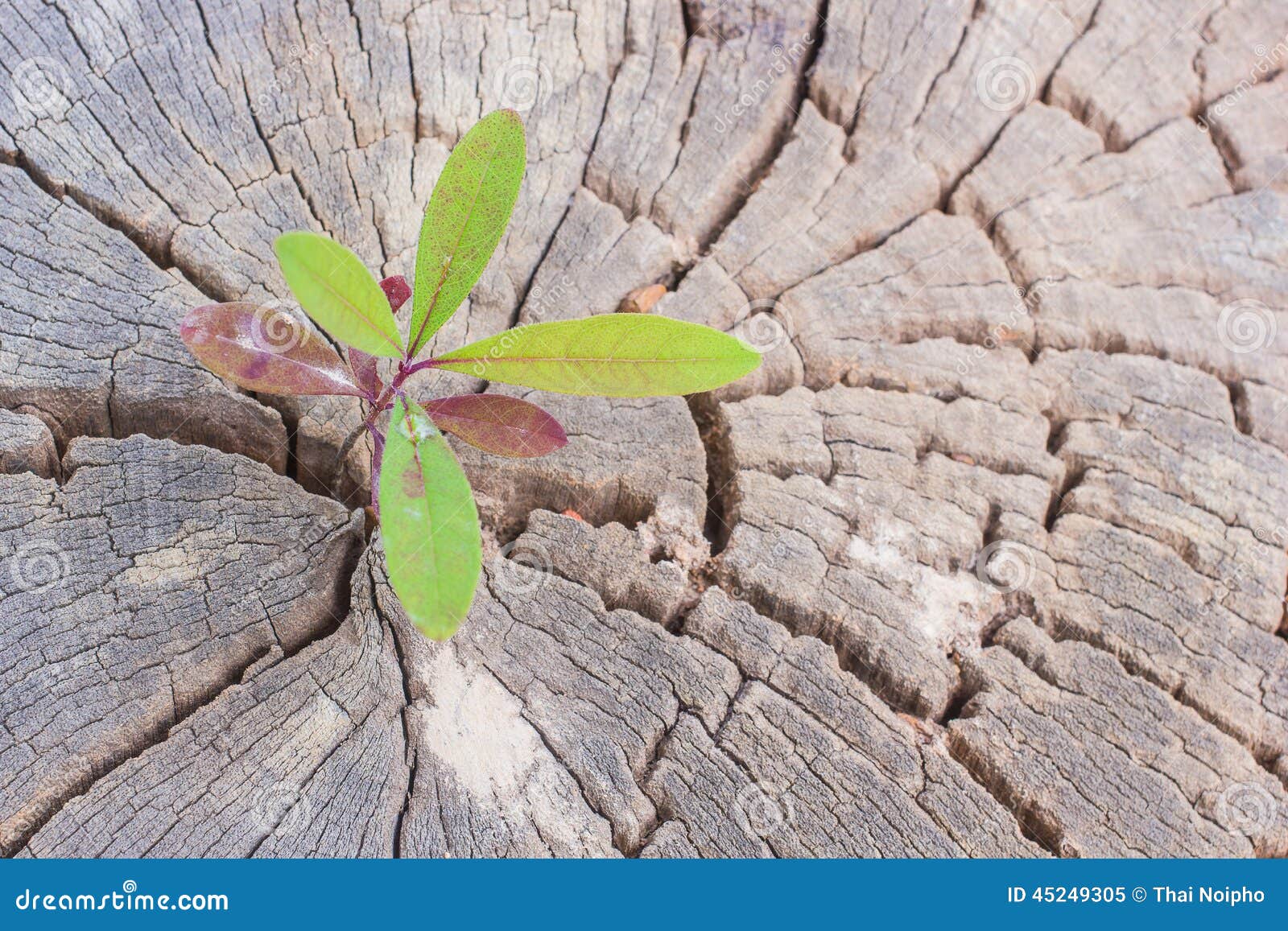 Sapling Growing from Old Tree Stump Stock Image - Image of sprout ...