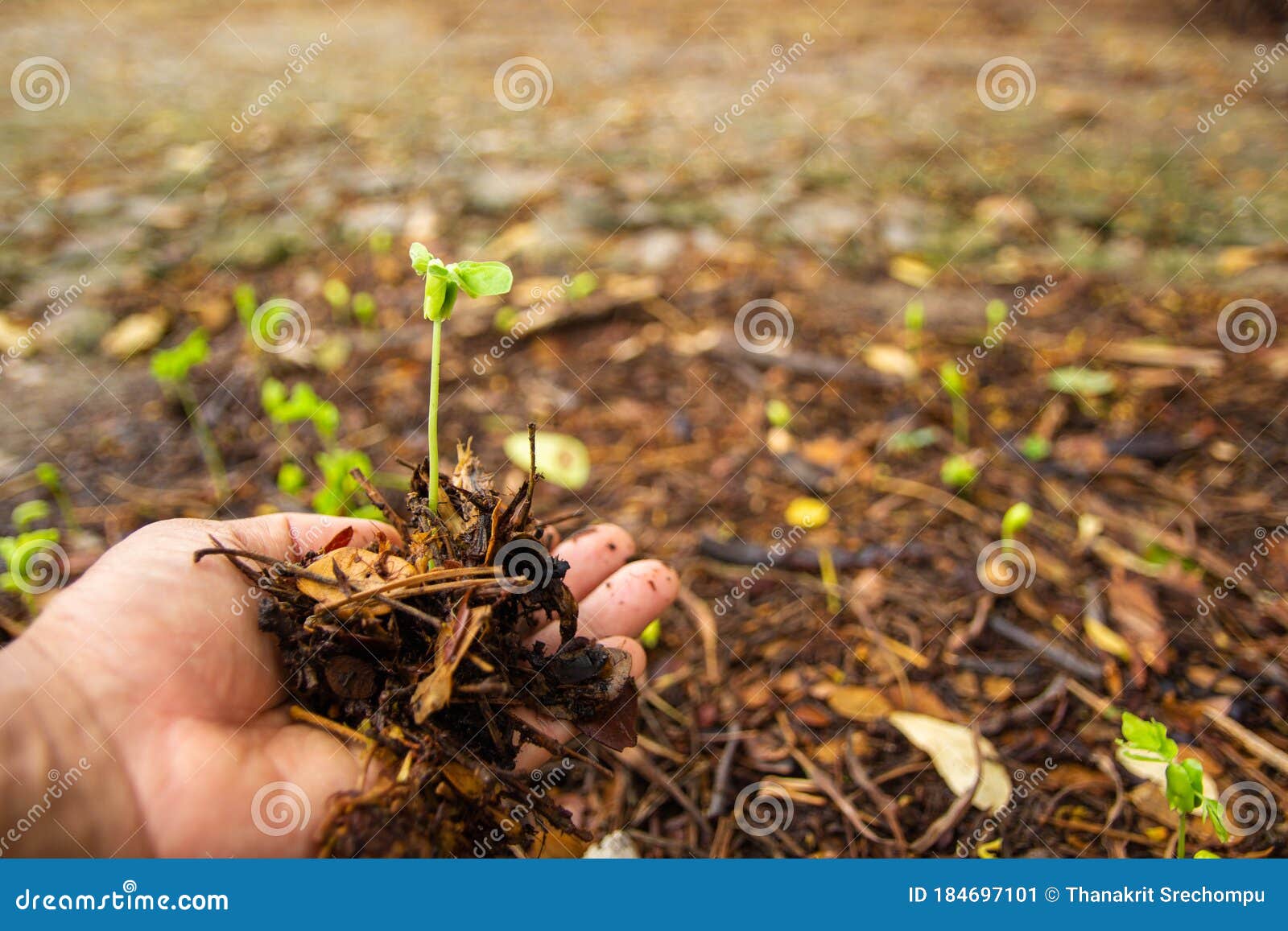 Sapling growing from stock image. Image of fertilizer - 184697101