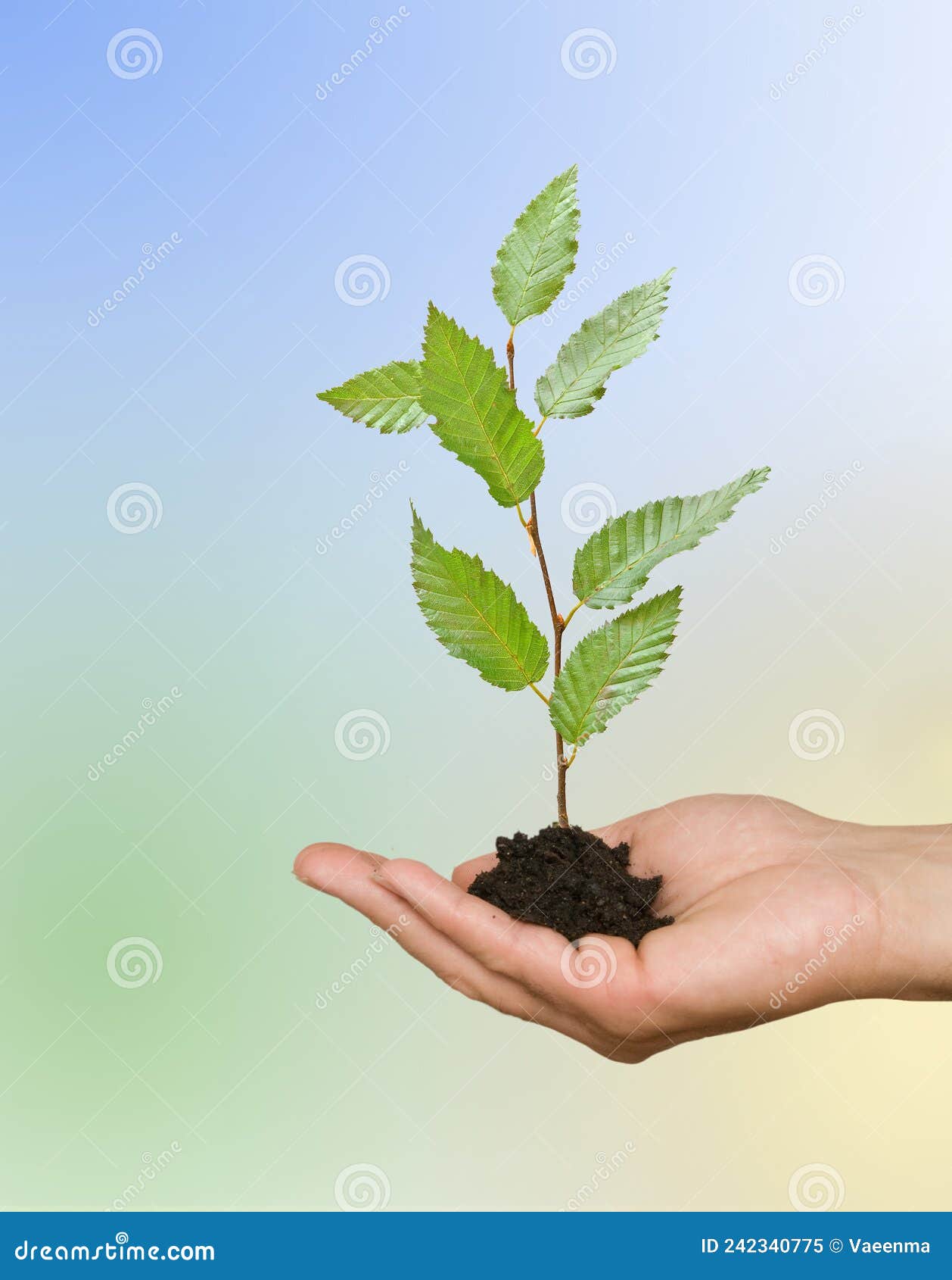 Sapling growing from soil stock image. Image of green - 242340775