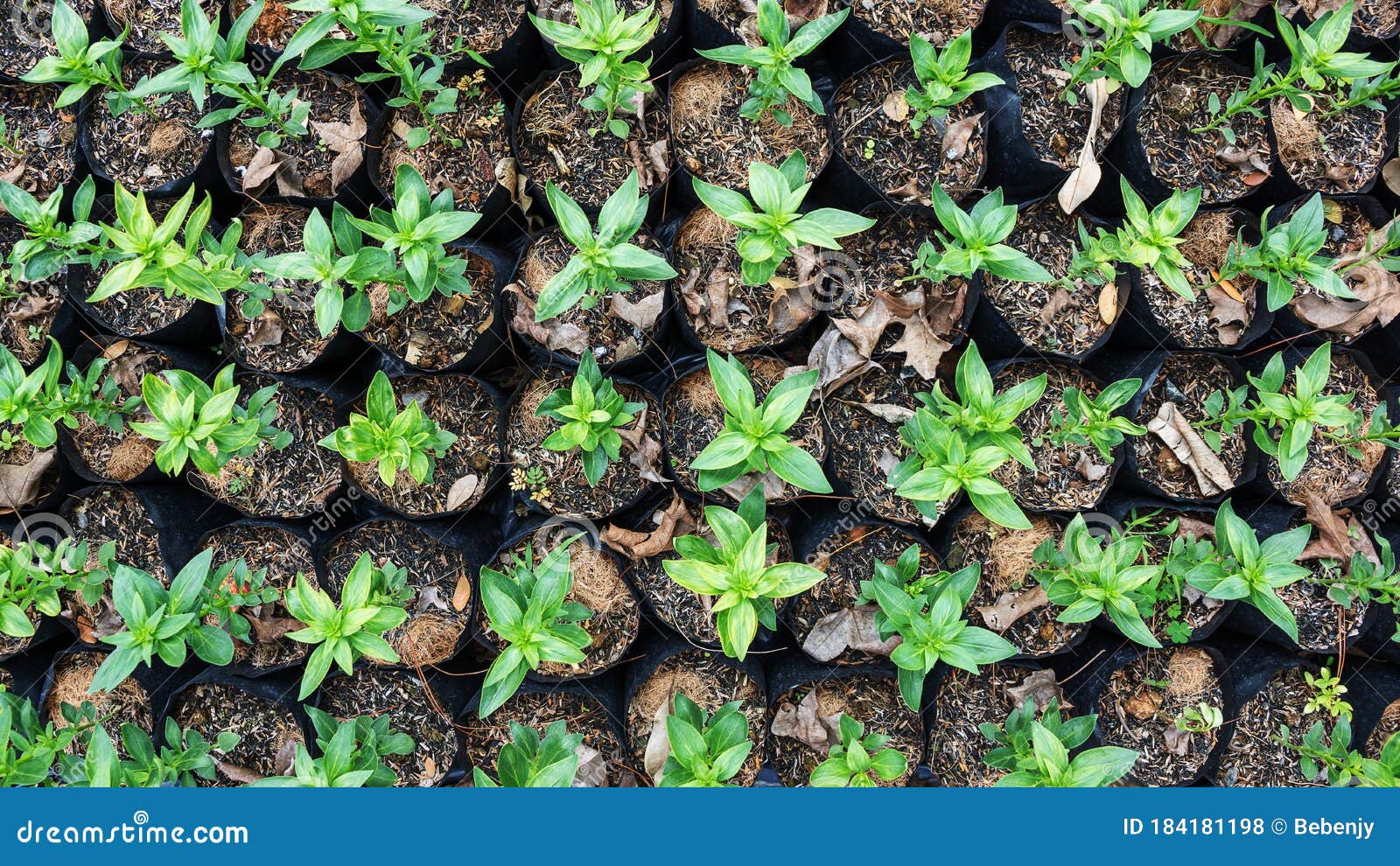 Sapling growing in a soil. stock photo. Image of root - 184181198