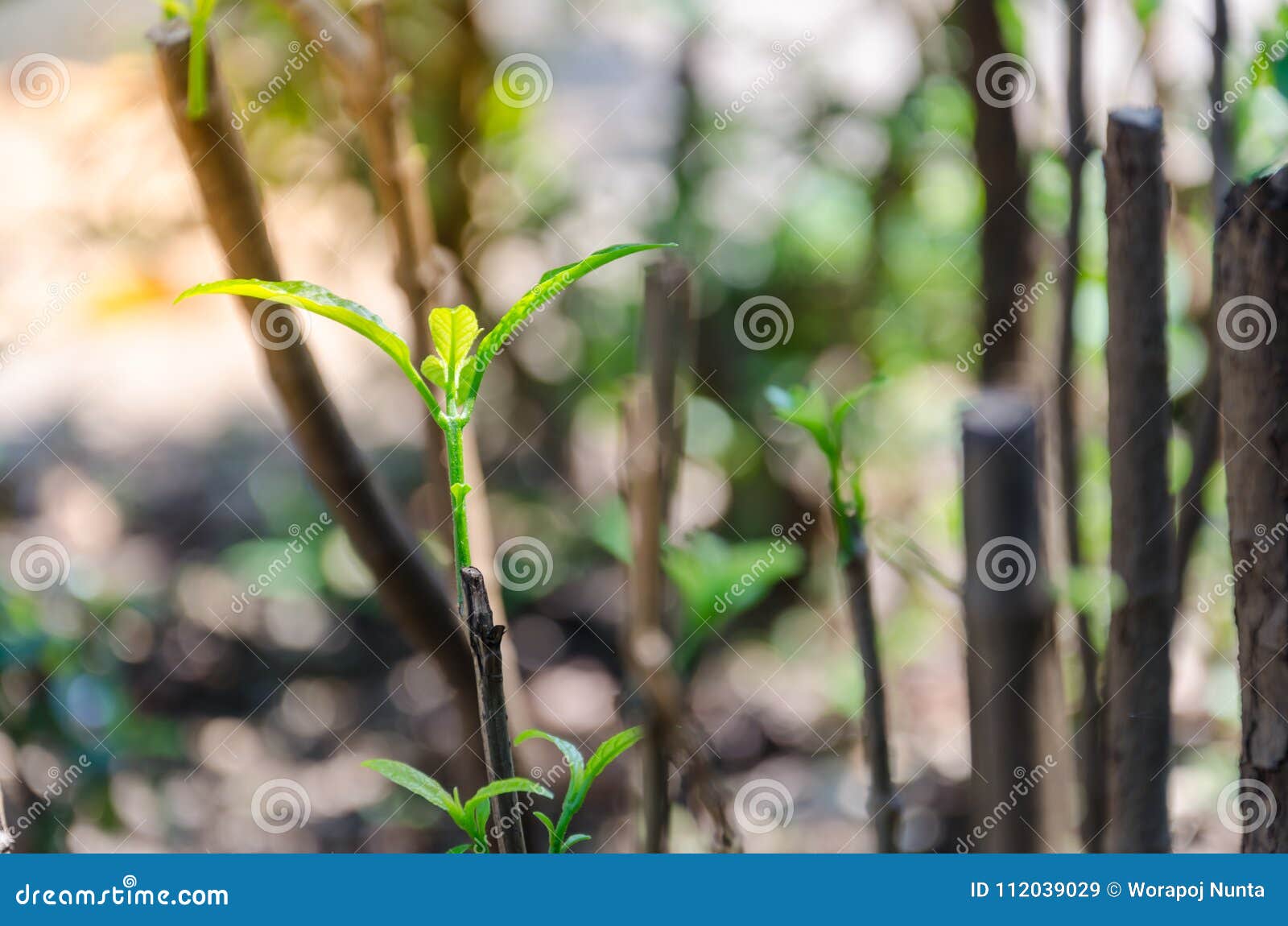 Sapling Grows on the Branches that are Cut. Stock Image - Image of ...