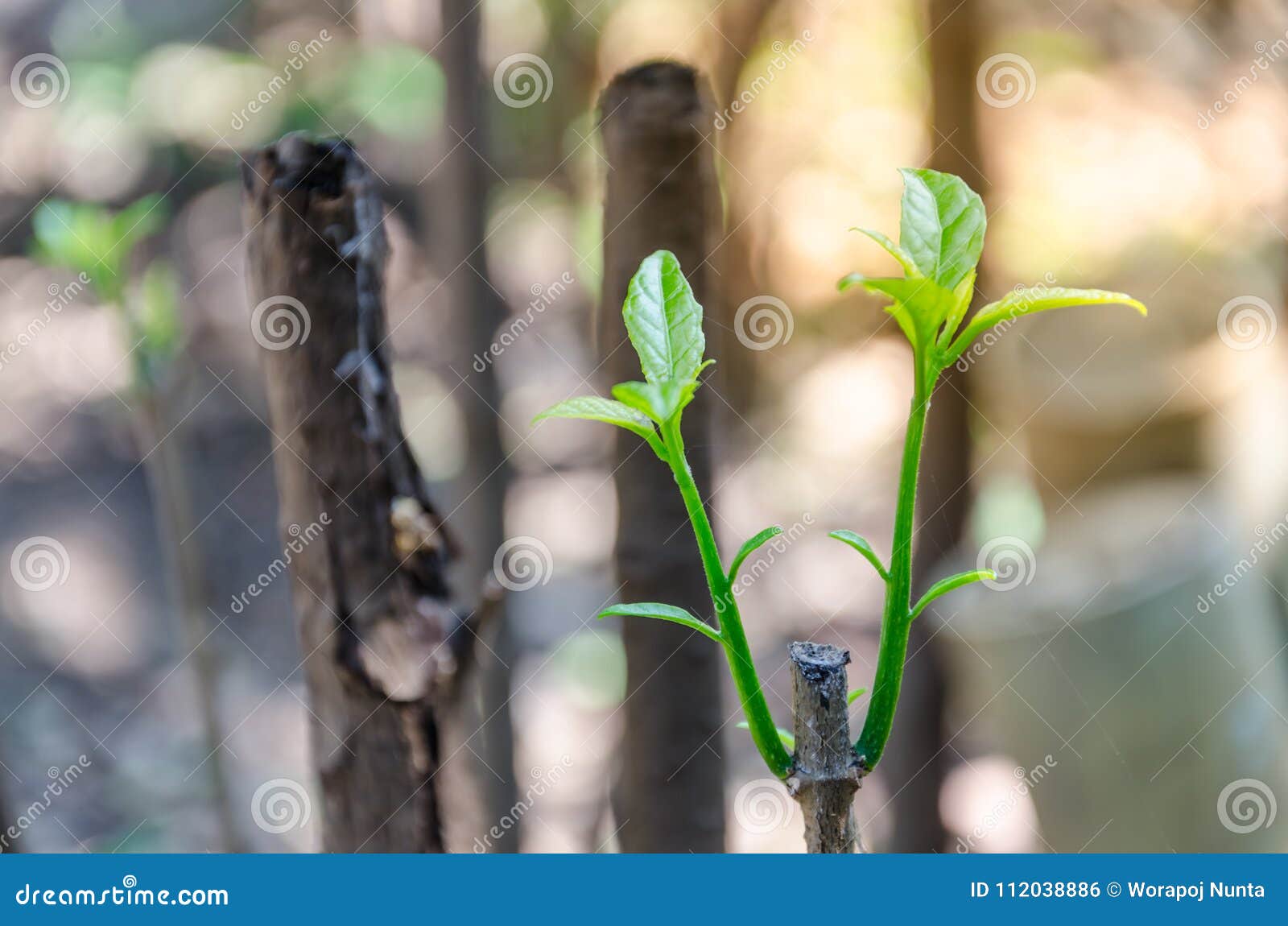 Sapling Grows on the Branches that are Cut. Stock Photo - Image of soil ...