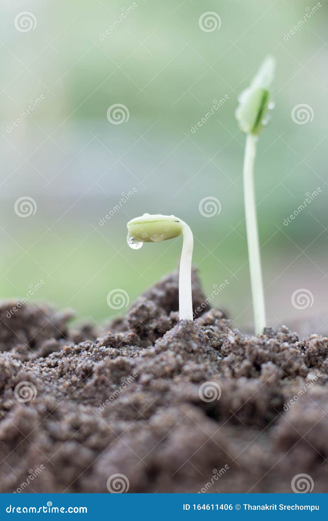 Sapling Growing from the Ground Stock Photo - Image of agriculture ...