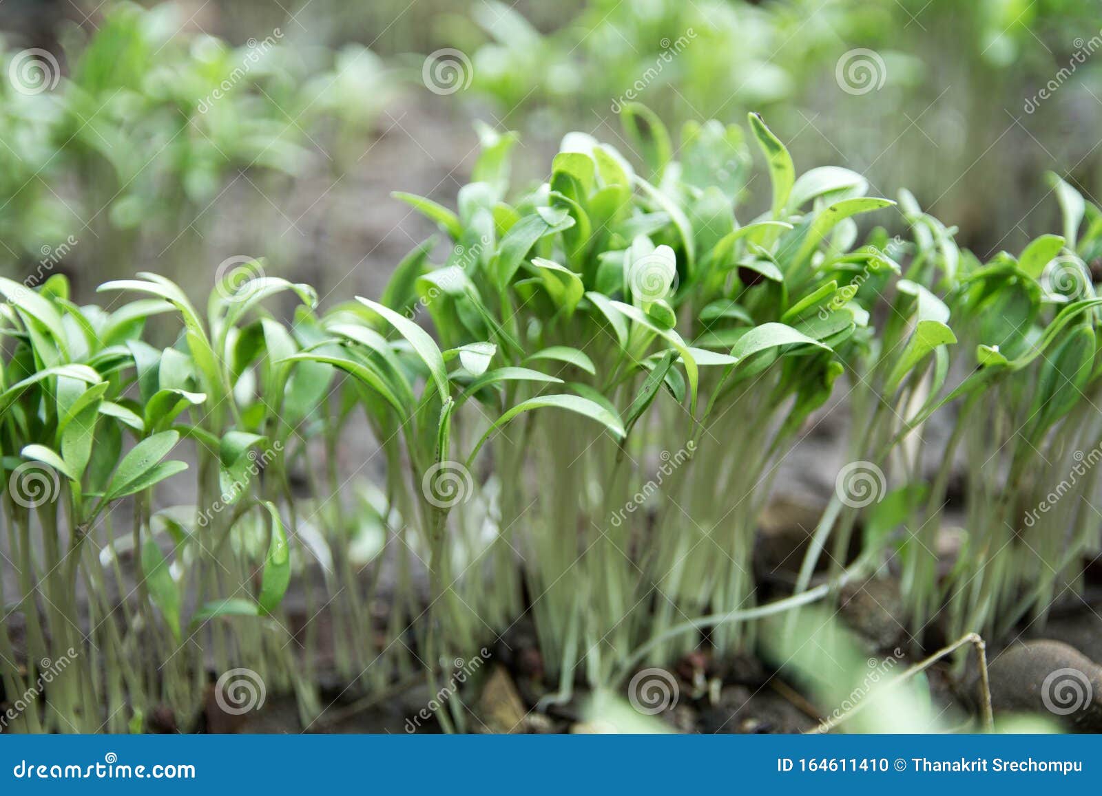 Sapling Growing from the Ground Stock Photo - Image of growth, forest ...